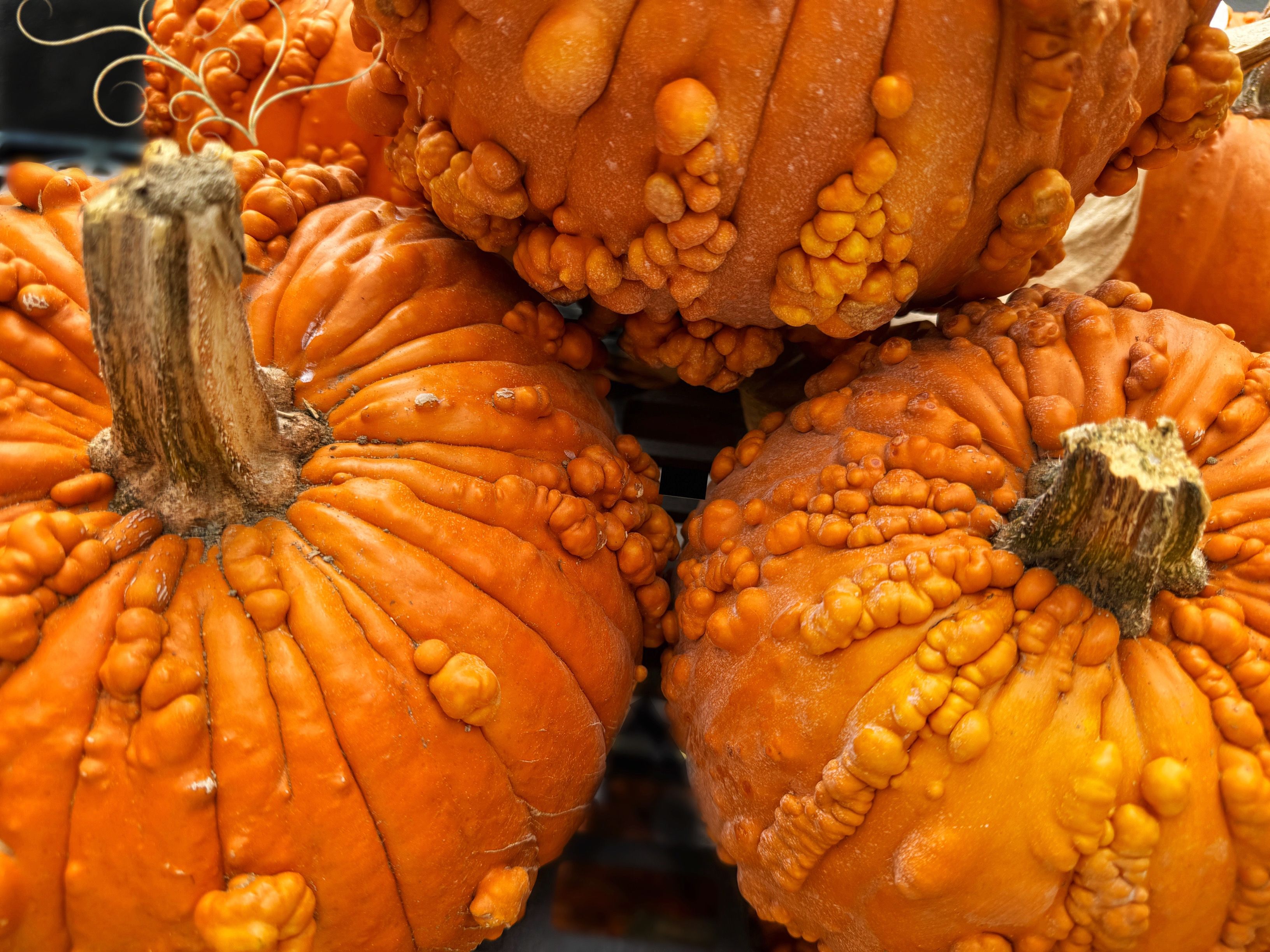 Close-up of Textured Pumpkins in Fall Display · Free Stock Photo