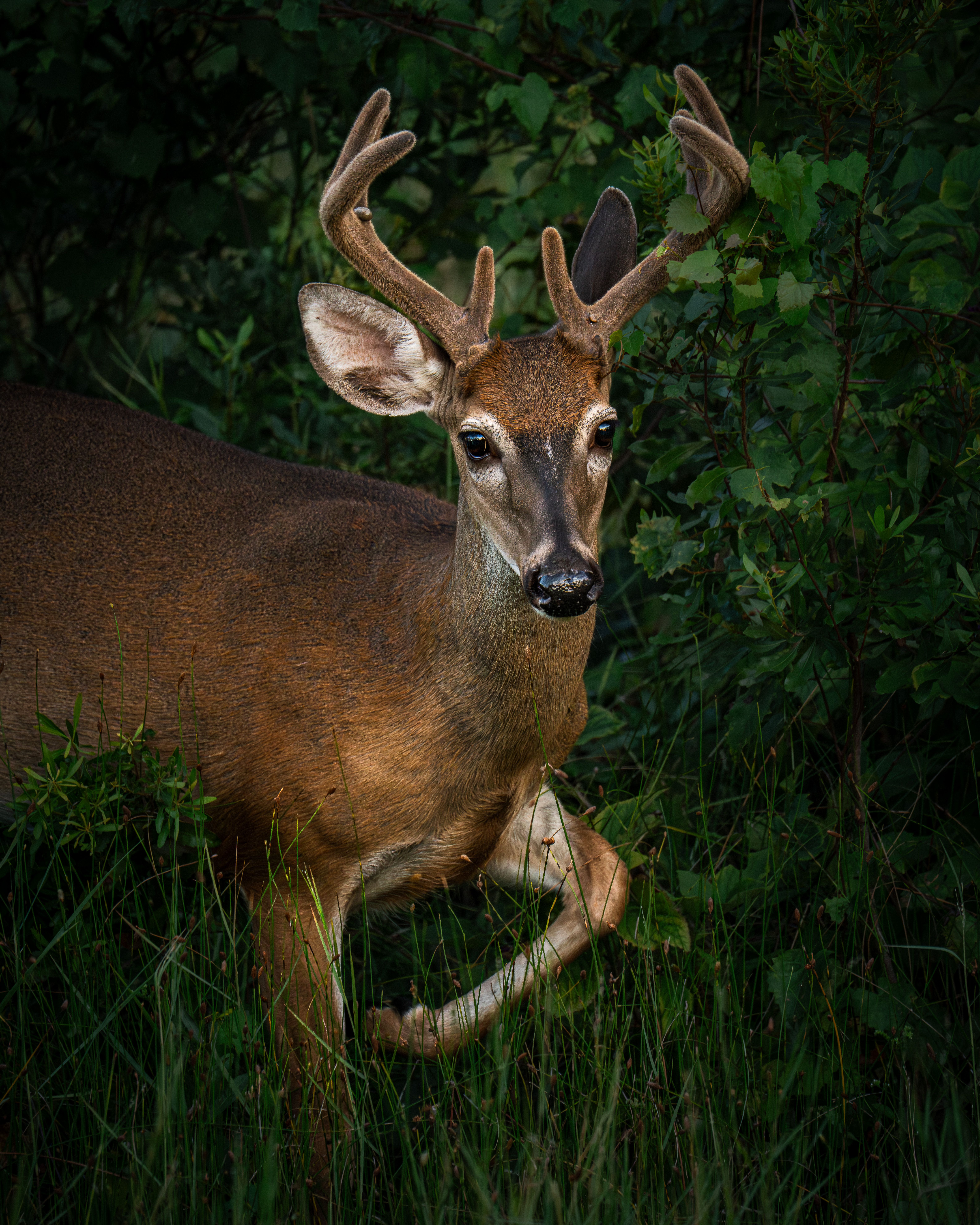 Buck Photos, Download The BEST Free Buck Stock Photos & HD Images
