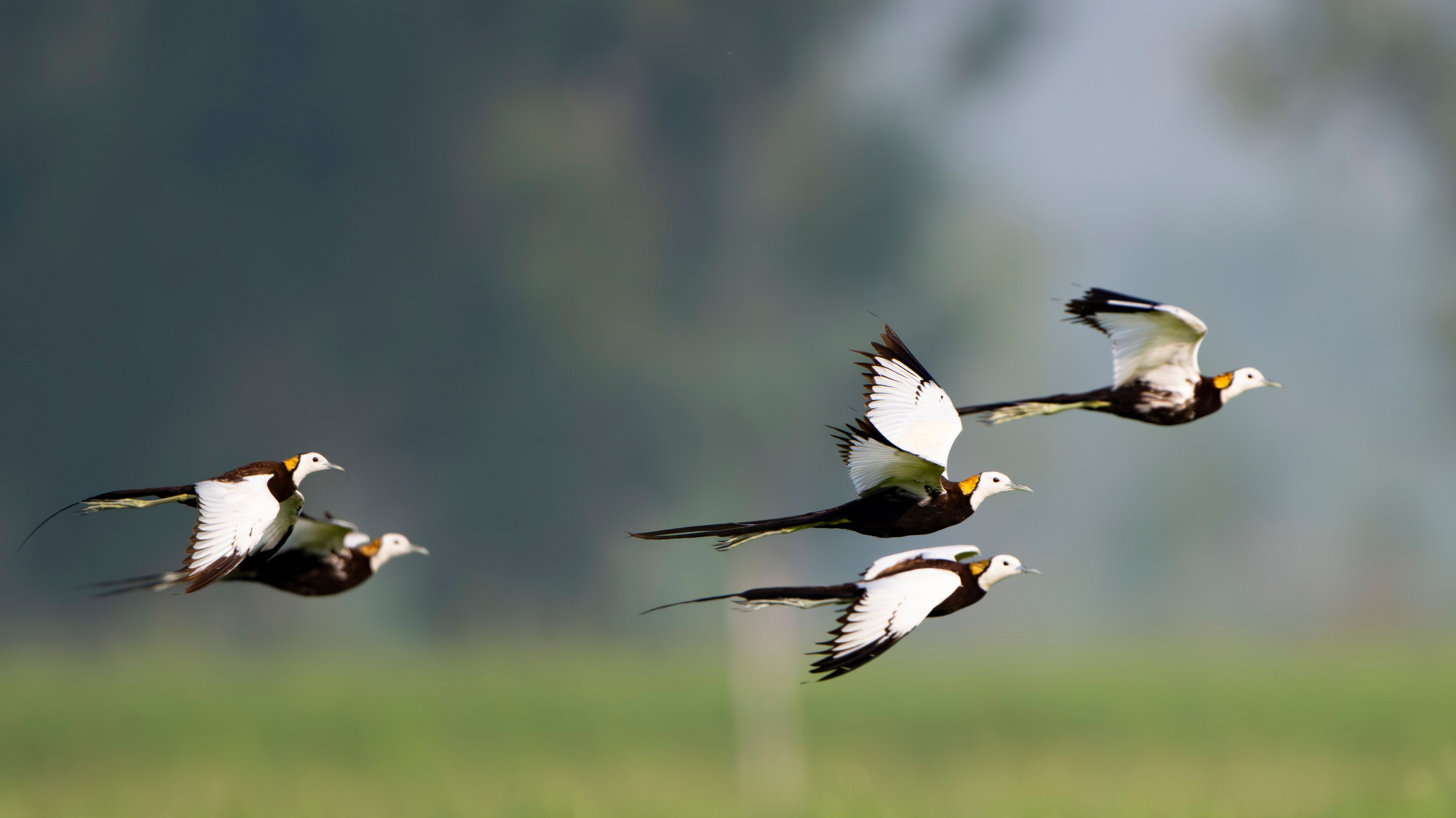 Flock of Pheasant-tailed Jacanas in Flight · Free Stock Photo