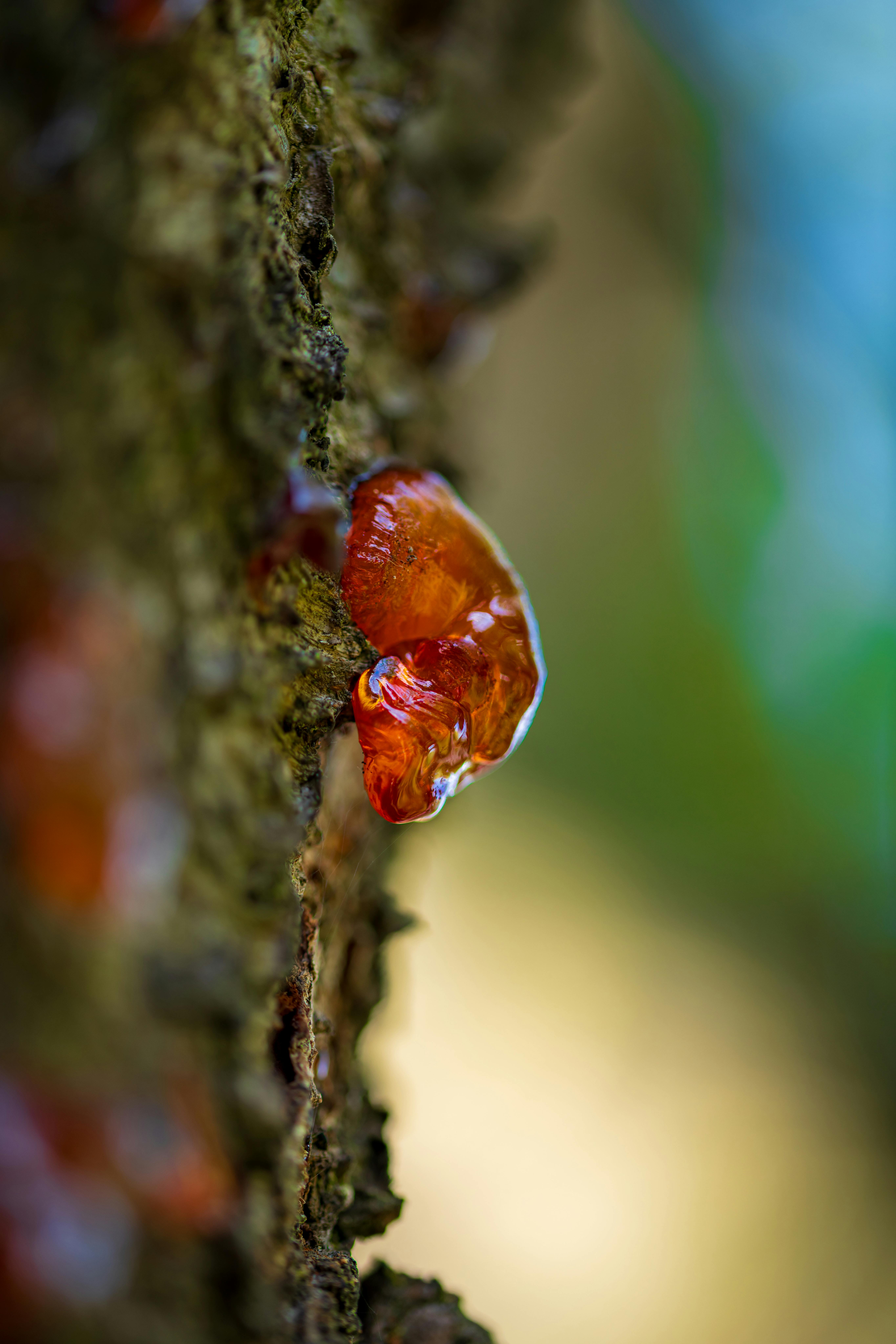 Sap Lesa Photos, Download The BEST Free Sap Lesa Stock Photos & HD Images