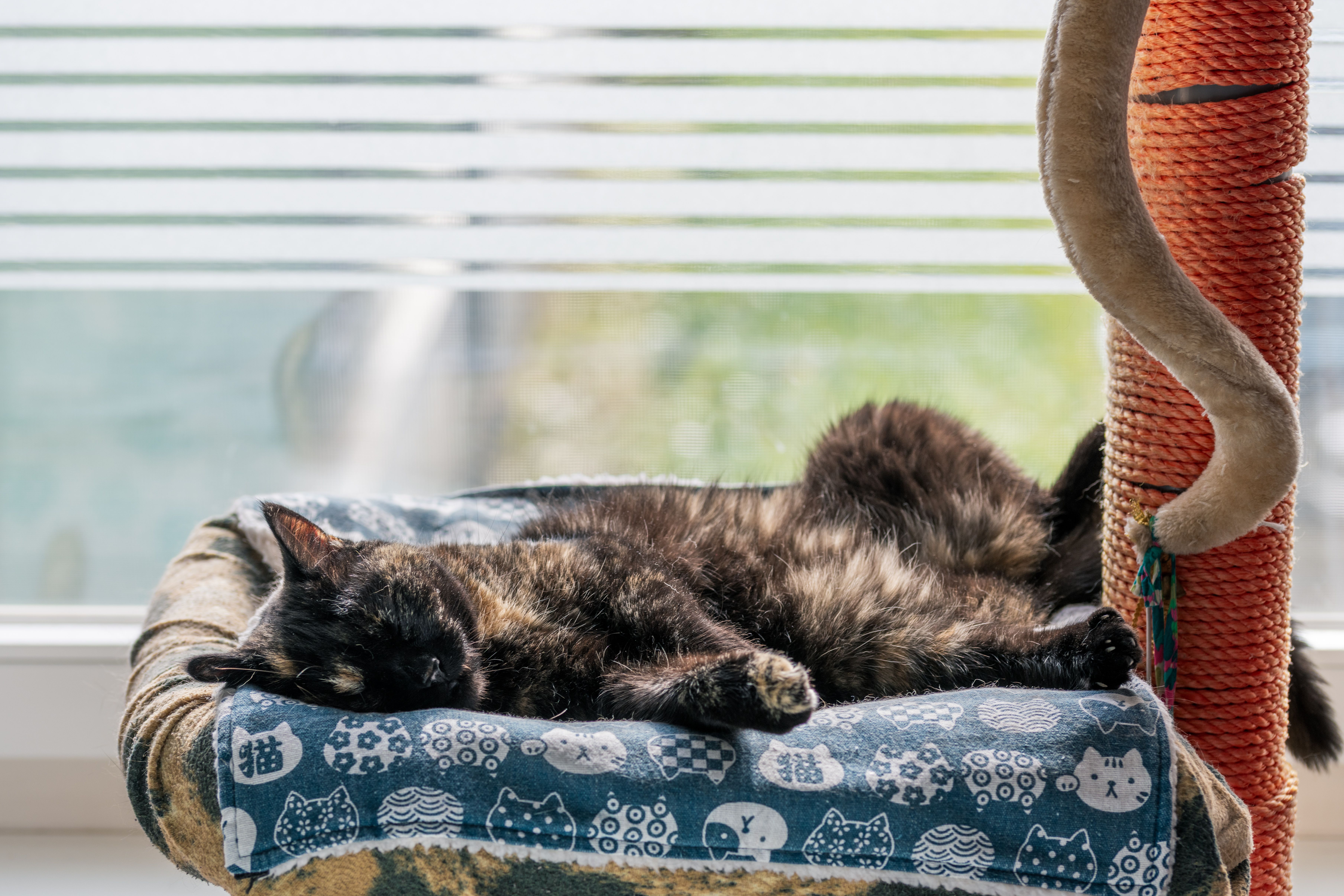Cozy Cat Napping on Sunny Indoor Perch · Free Stock Photo