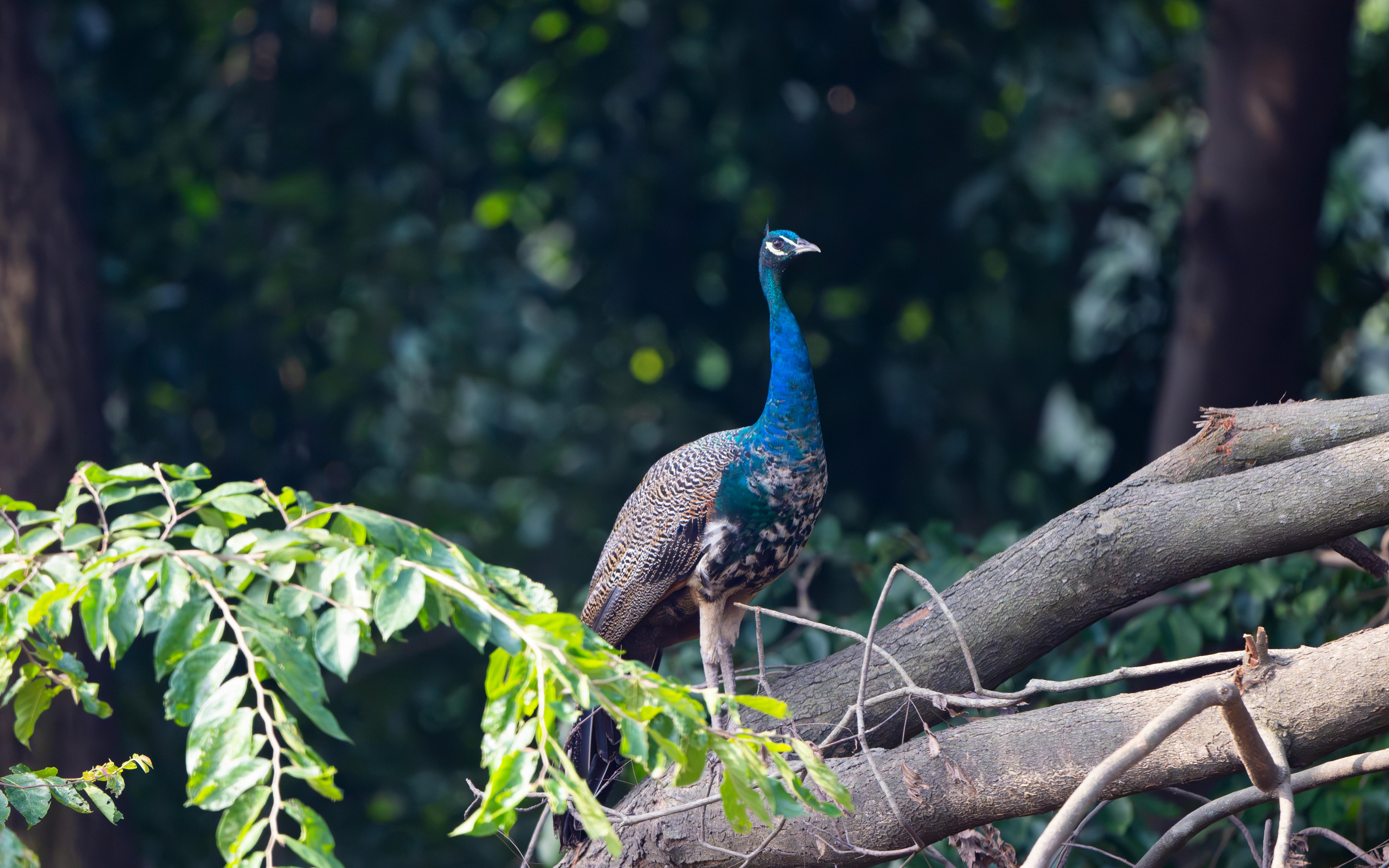 Peacock Images Photos, Download The BEST Free Peacock Images Stock ...
