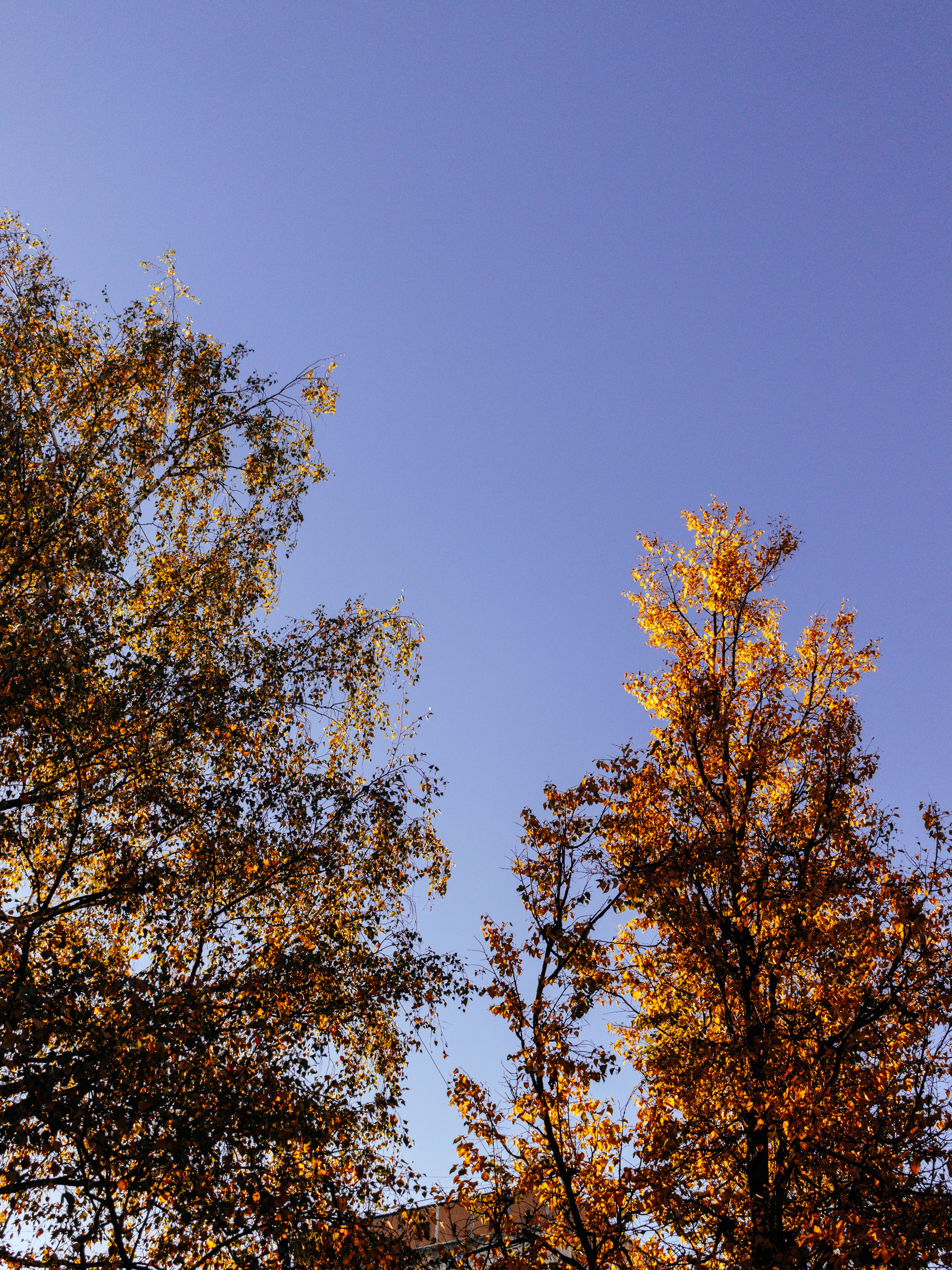 Golden Autumn Trees Against Clear Blue Sky · Free Stock Photo