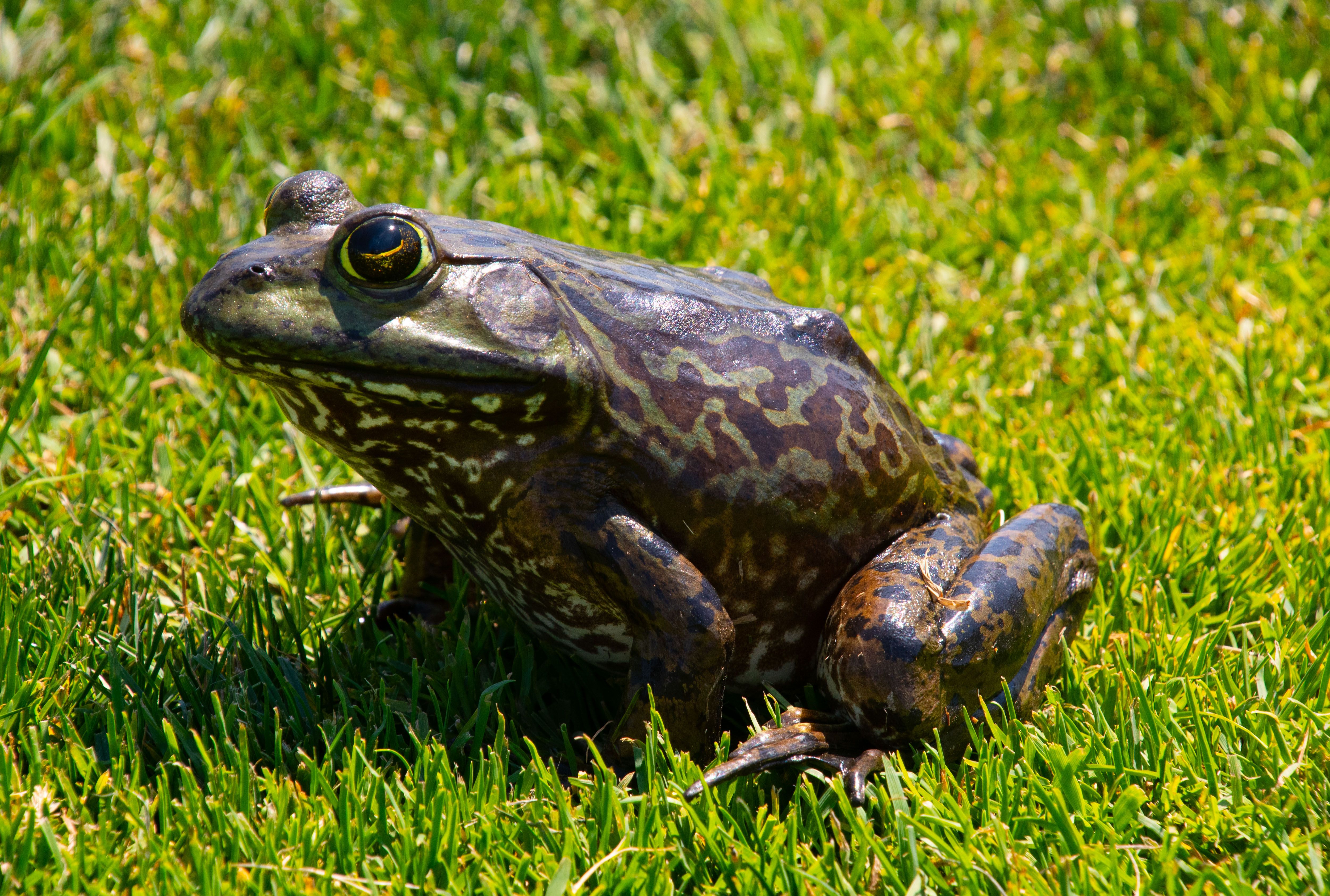 Close-up of Bullfrog on Grass in Daylight · Free Stock Photo
