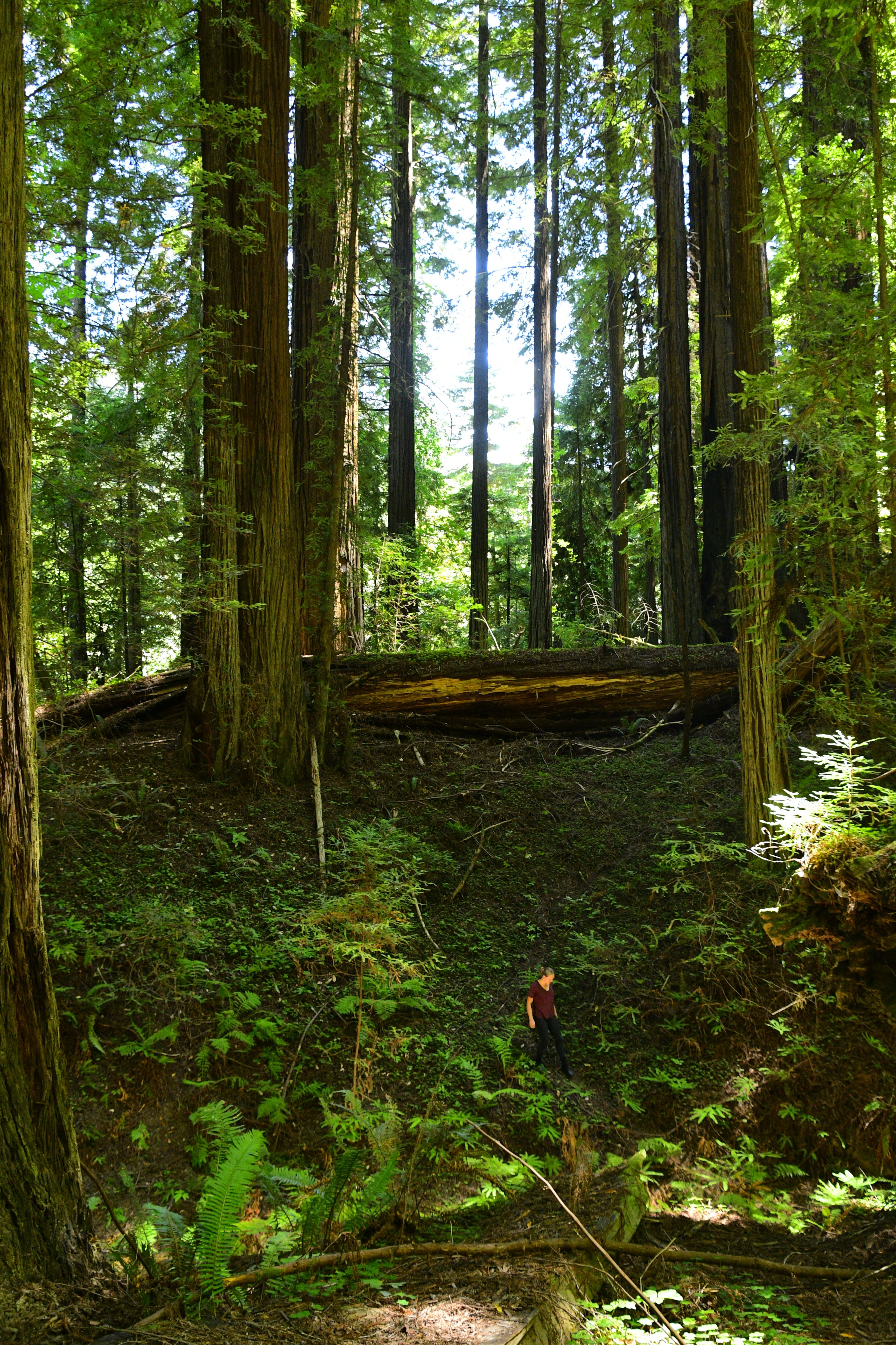 Redwood Forest Photos, Download The BEST Free Redwood Forest Stock ...