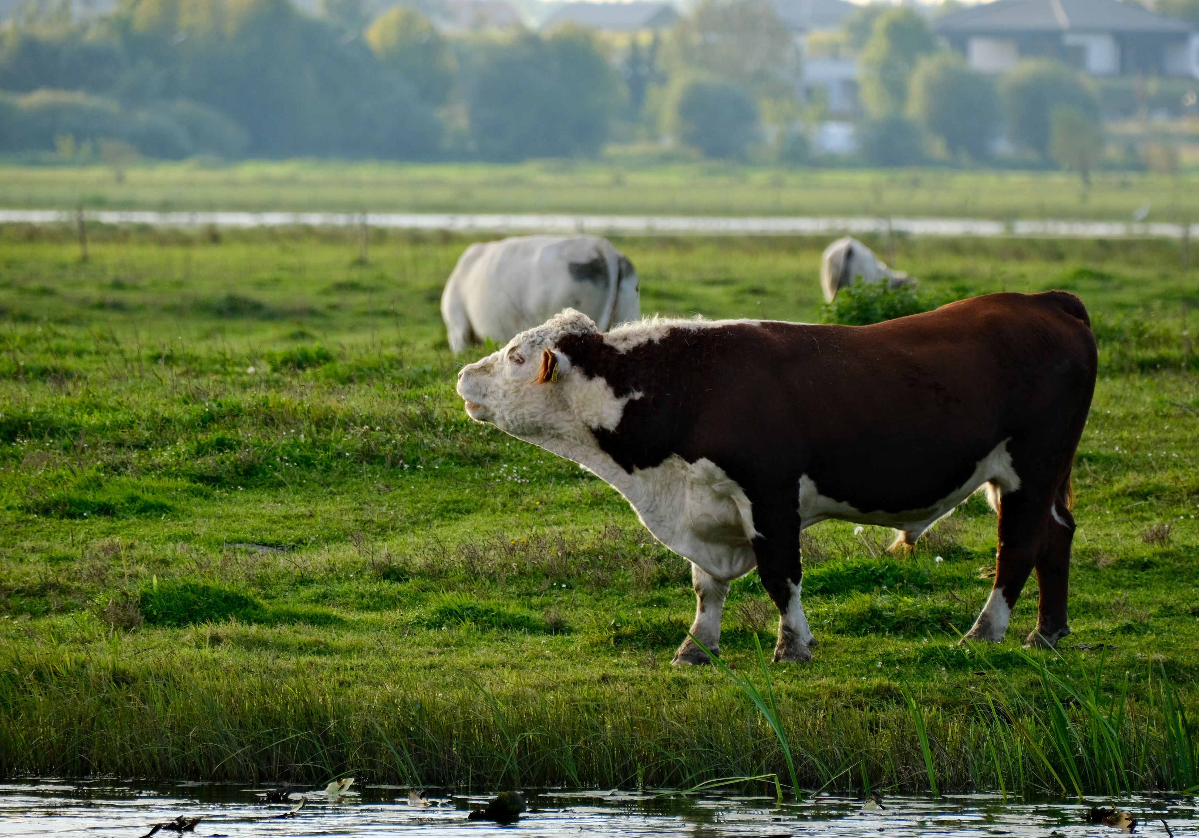 Grazing Cattle in Picturesque Pasture Setting · Free Stock Photo