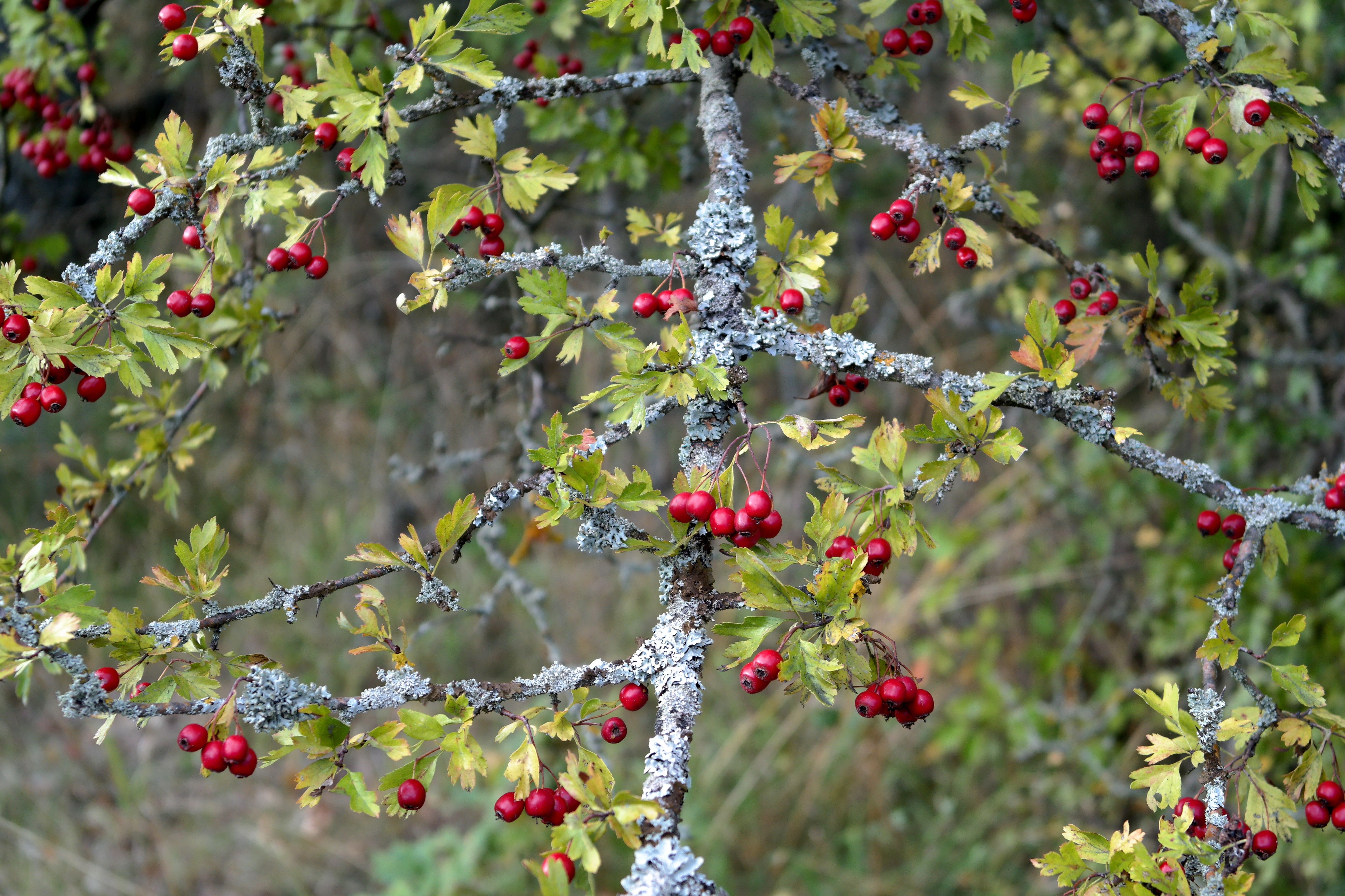 Close-up of Hawthorn Tree with Red Berries · Free Stock Photo