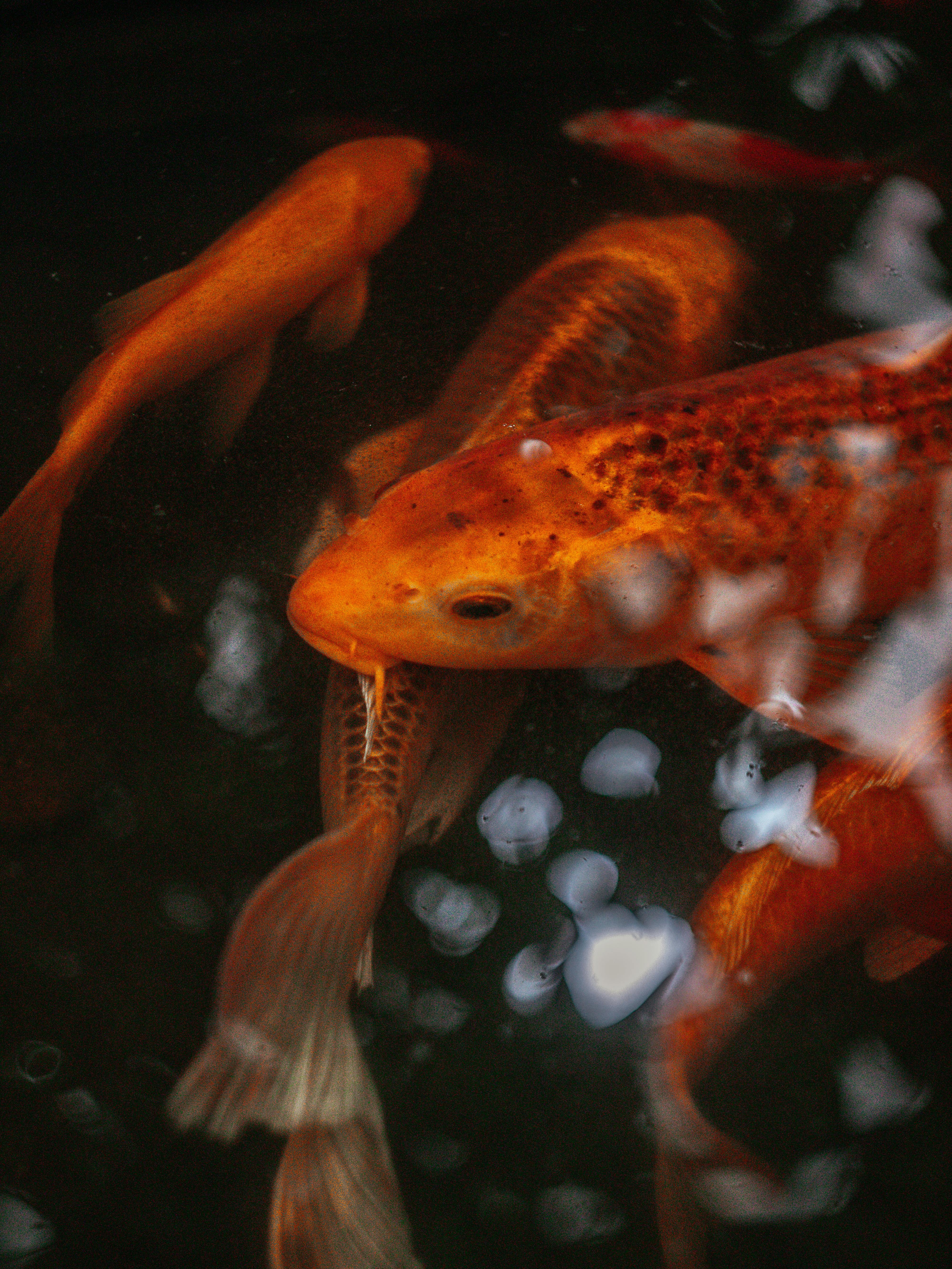 Koi Fish Photos, Download The BEST Free Koi Fish Stock Photos & HD Images