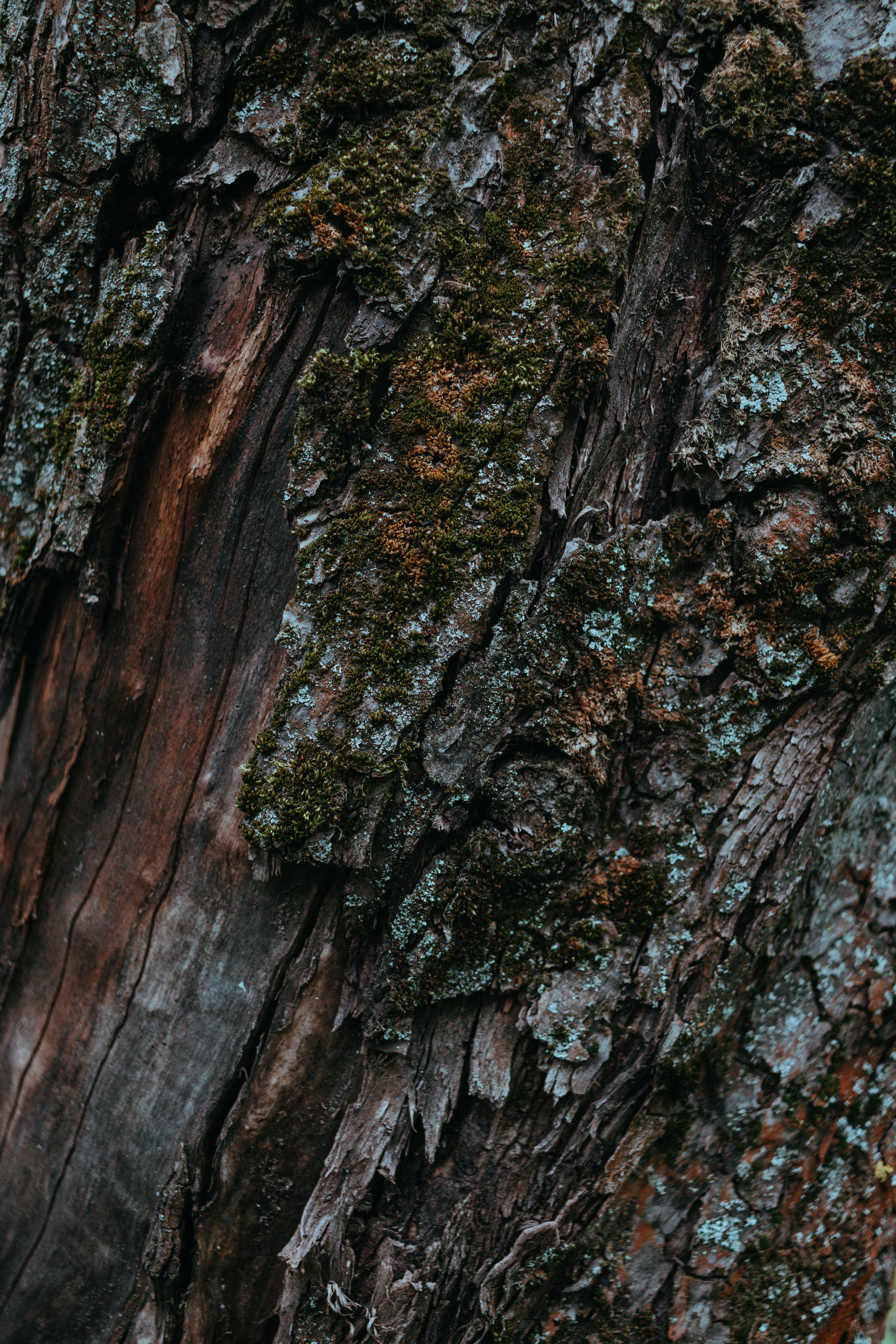 Close-up of Weathered Tree Bark with Moss · Free Stock Photo