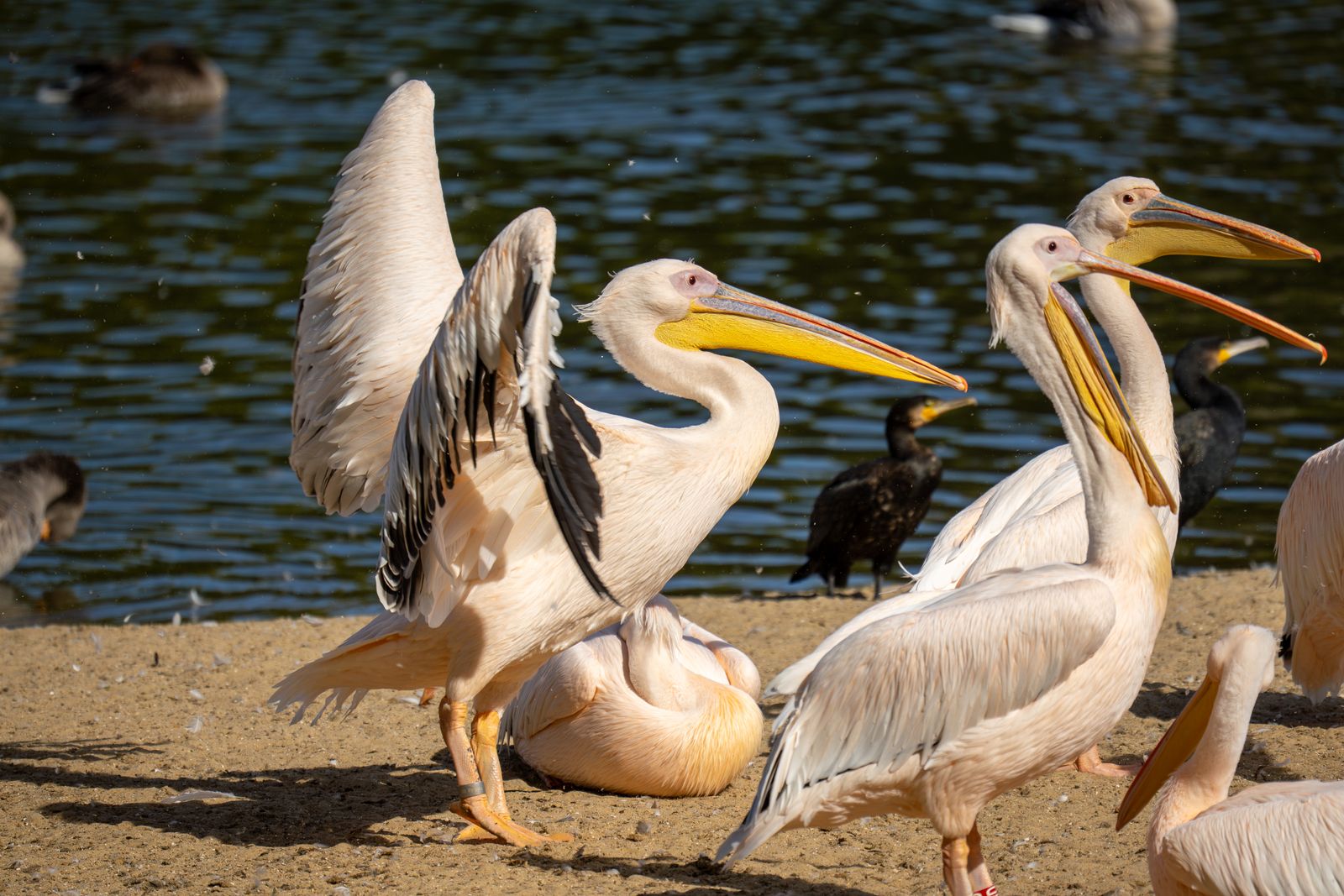 Pelican Photos, Download The BEST Free Pelican Stock Photos & HD Images