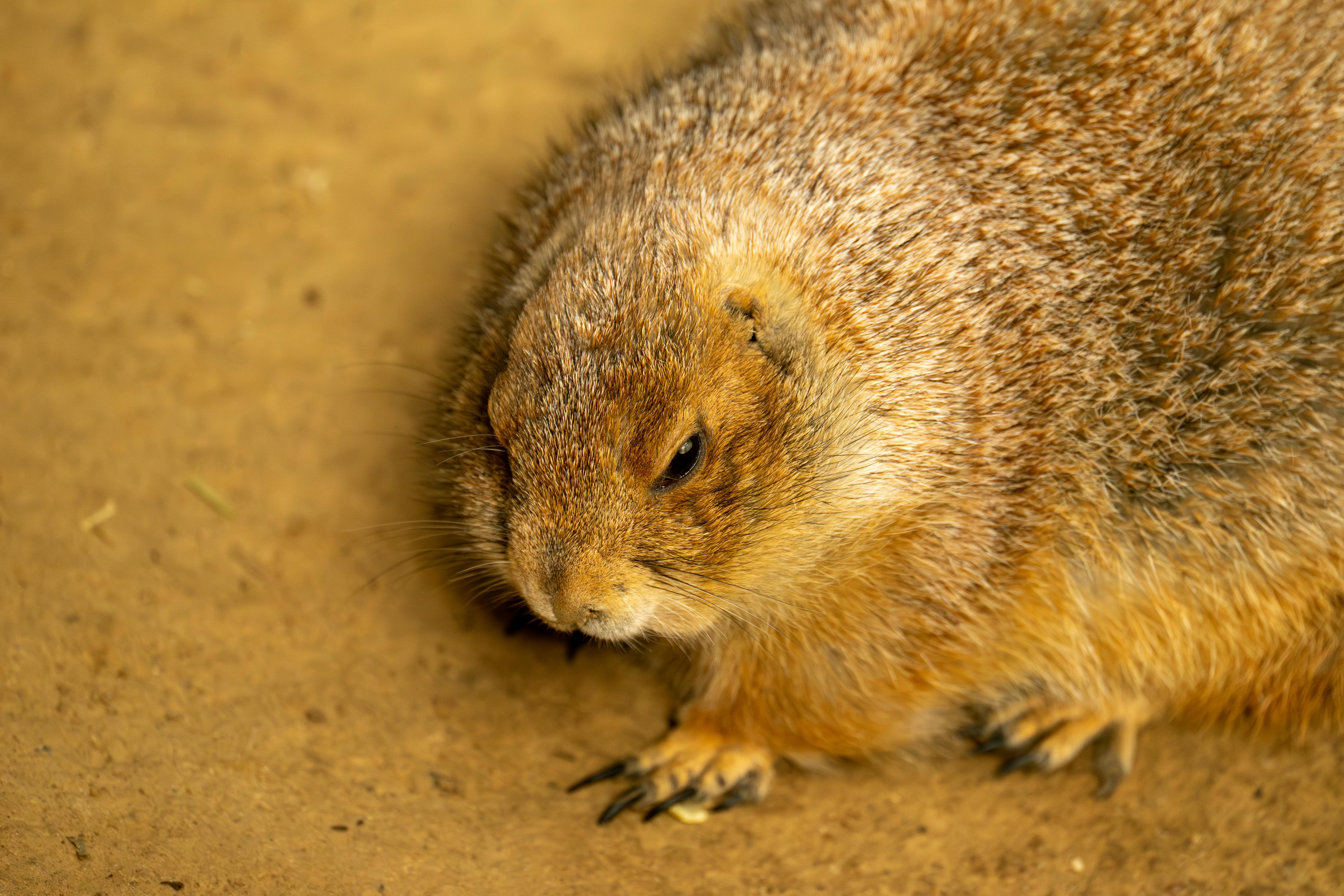 Groundhog Photos, Download The BEST Free Groundhog Stock Photos & HD Images