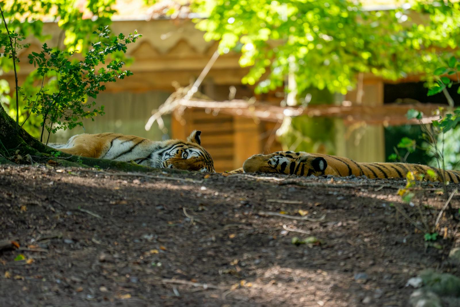 Zoo Animals Images Photos, Download The BEST Free Zoo Animals Images ...