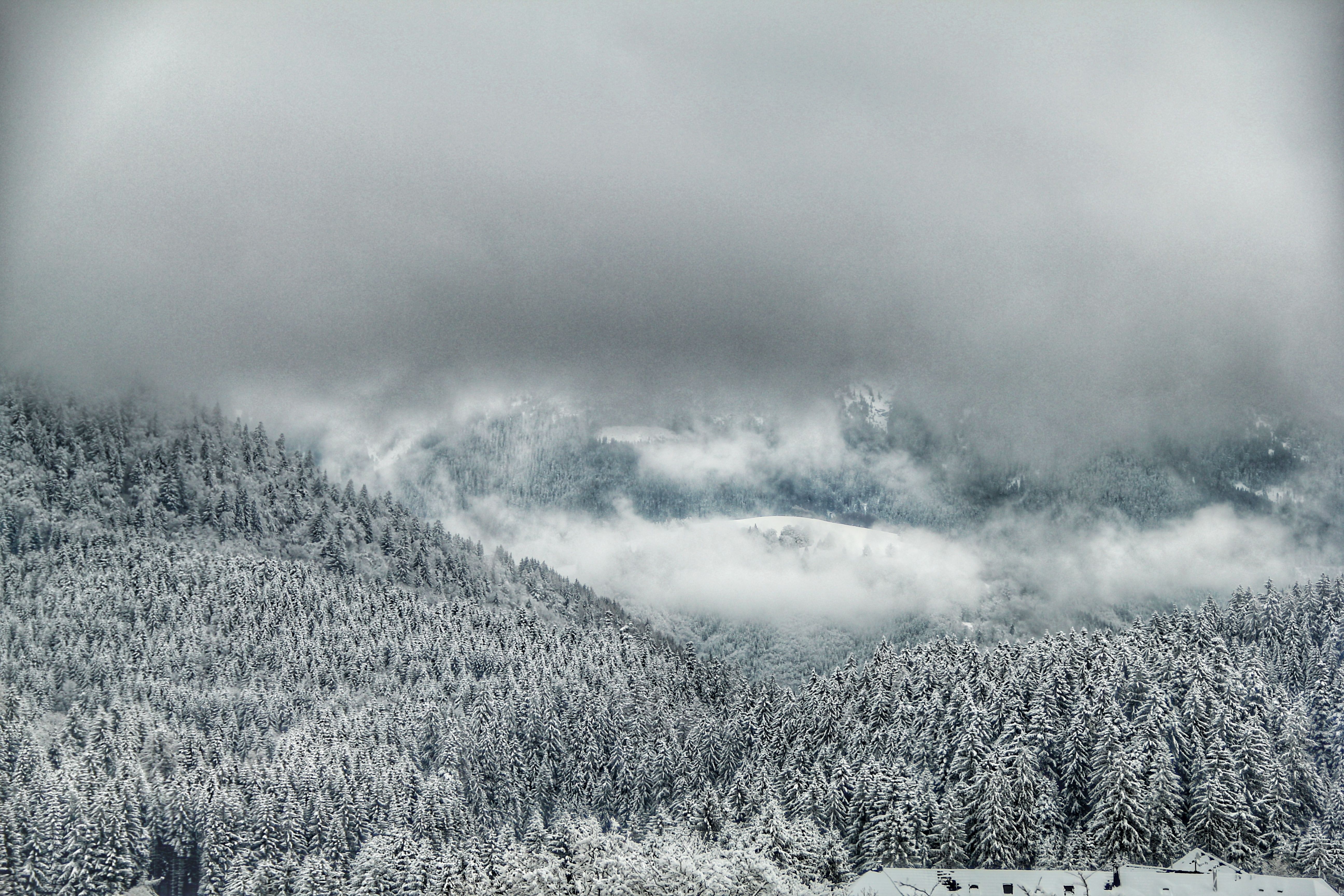 Free stock photo of clouds, cloudy sky, forest