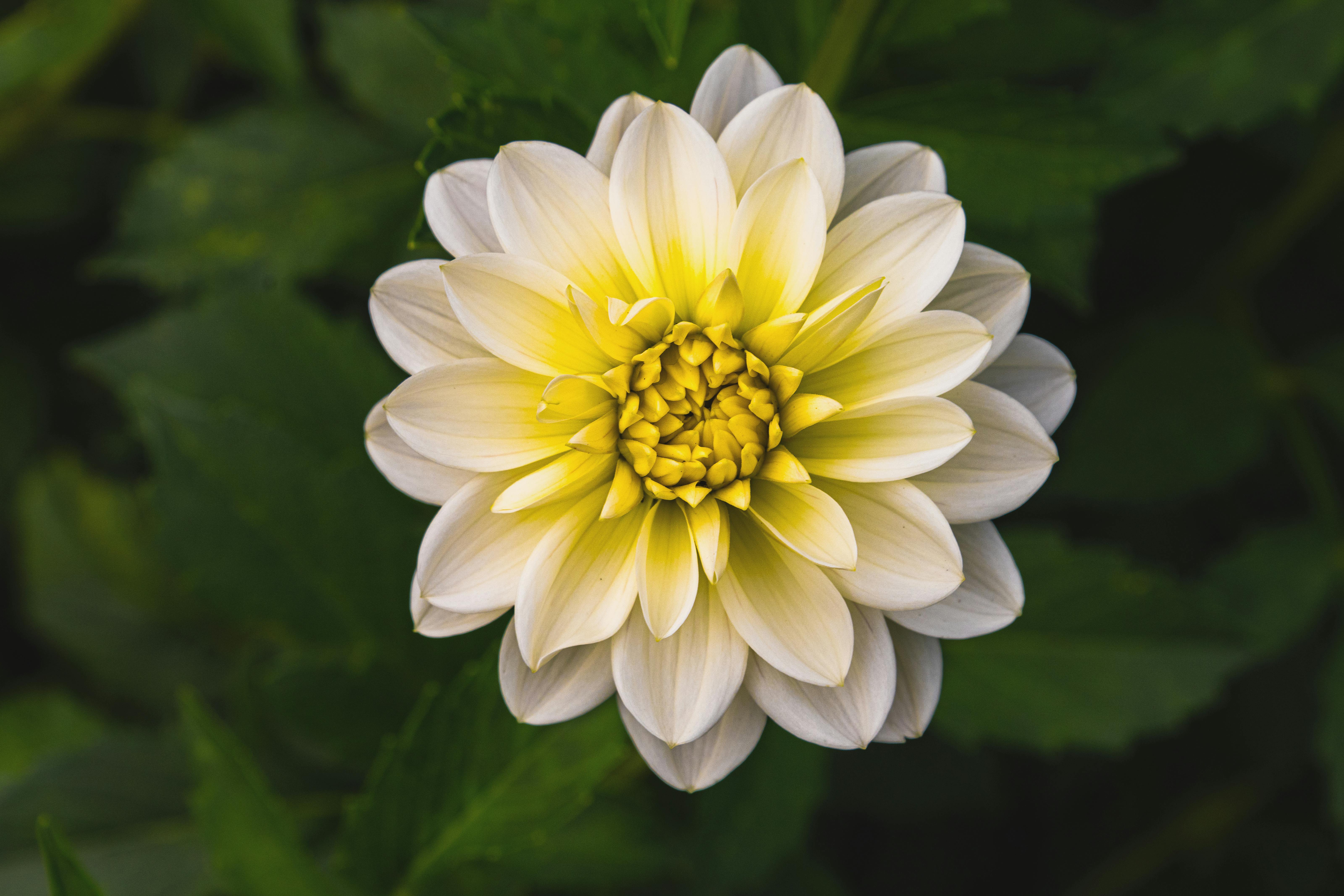 Revival Background Photos, Download The BEST Free Revival Background ...