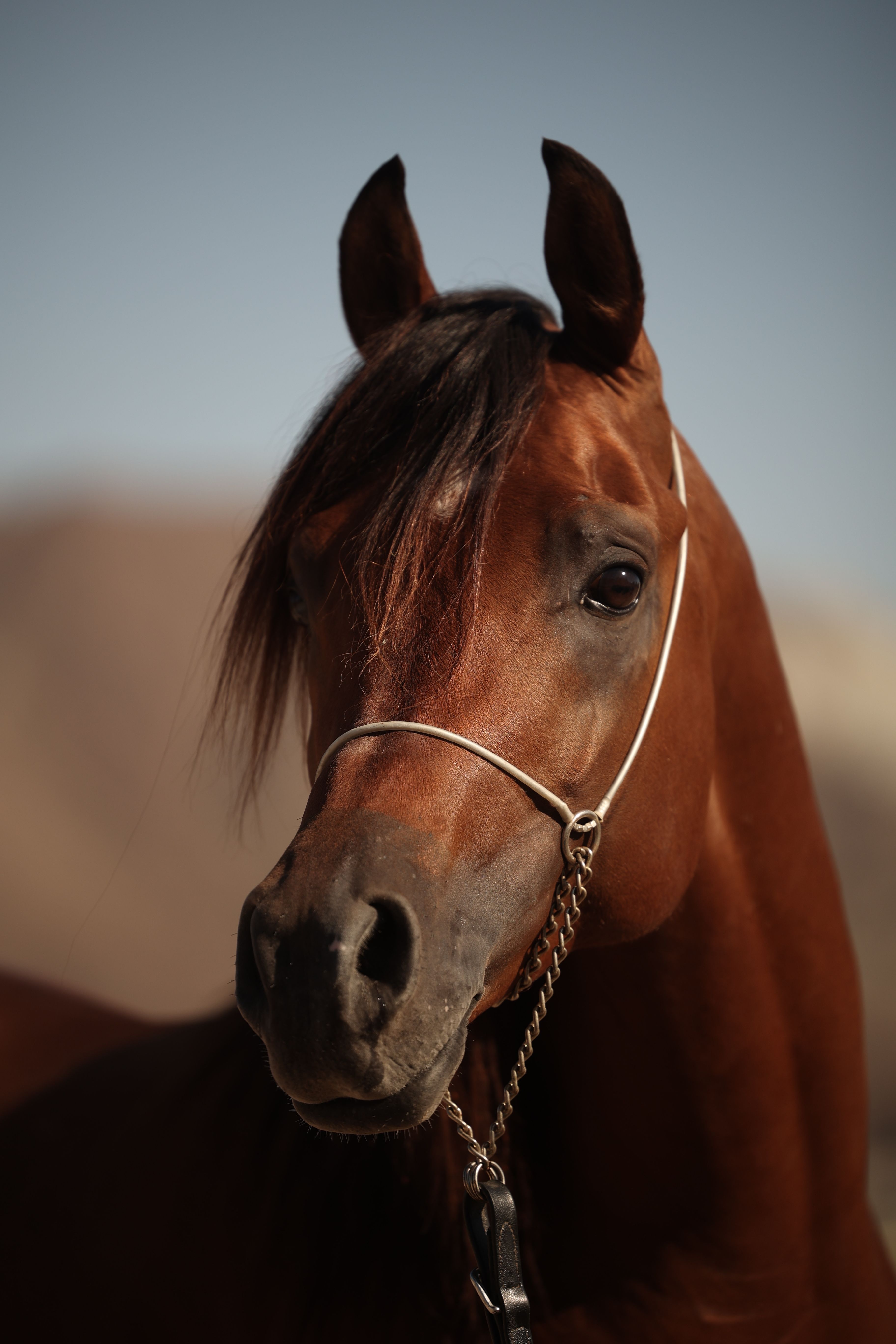 Graceful Arabian Horse Portrait in Natural Light · Free Stock Photo