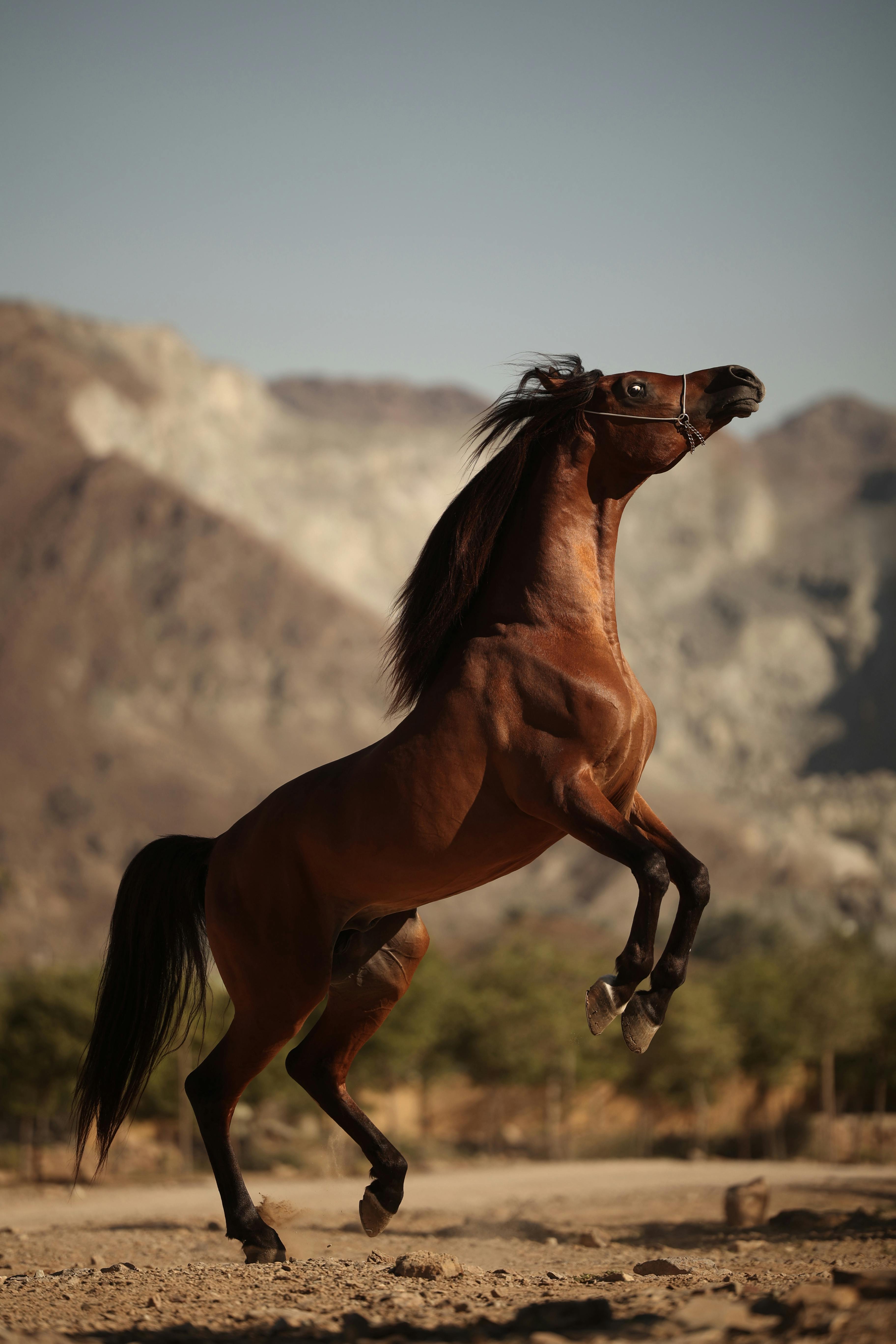 Cheval Arabe Majestueux Se Cabrant Dans Un Paysage Désertique · Photo ...