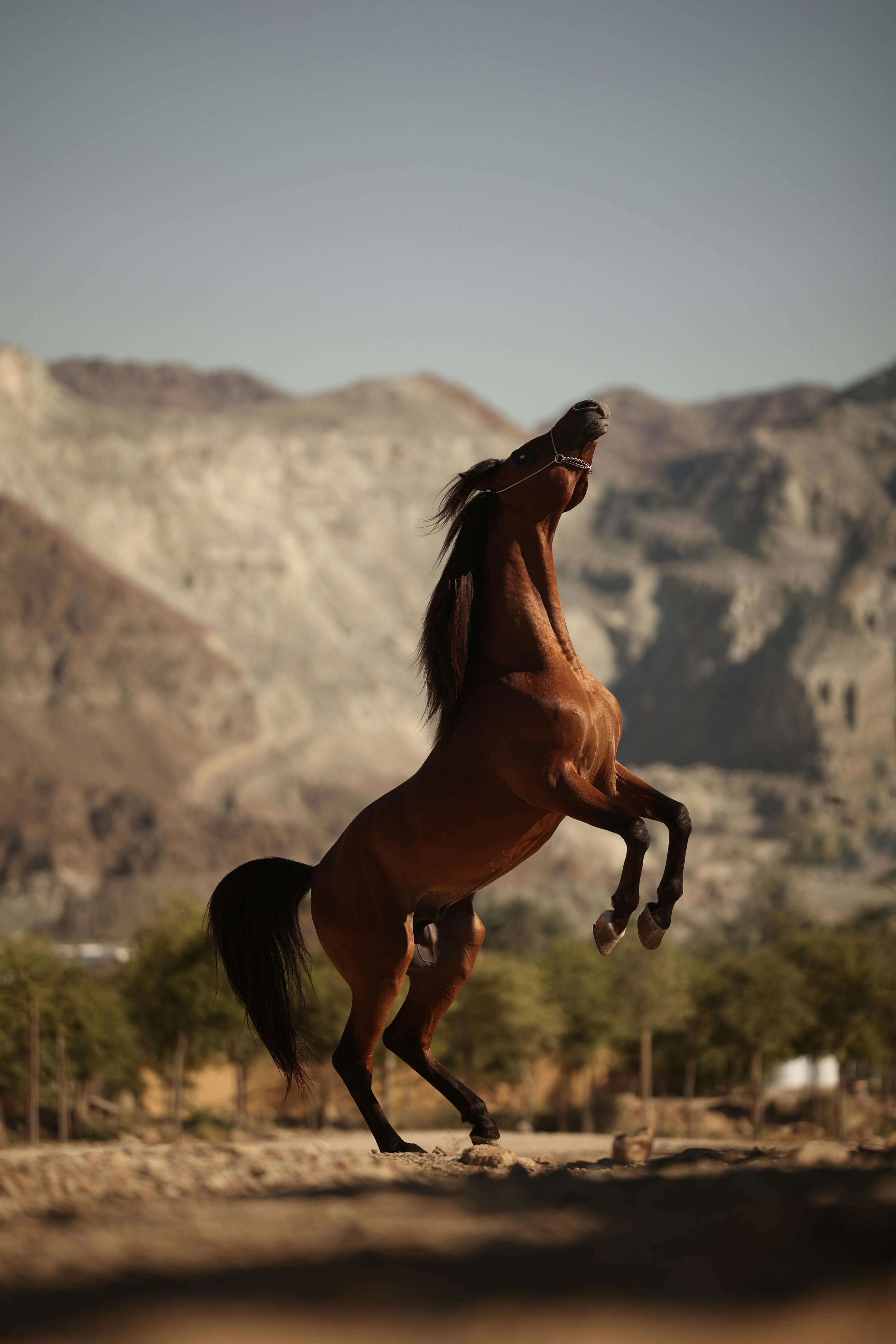 Power Rangers Photos, Download The BEST Free Power Rangers Stock Photos ...