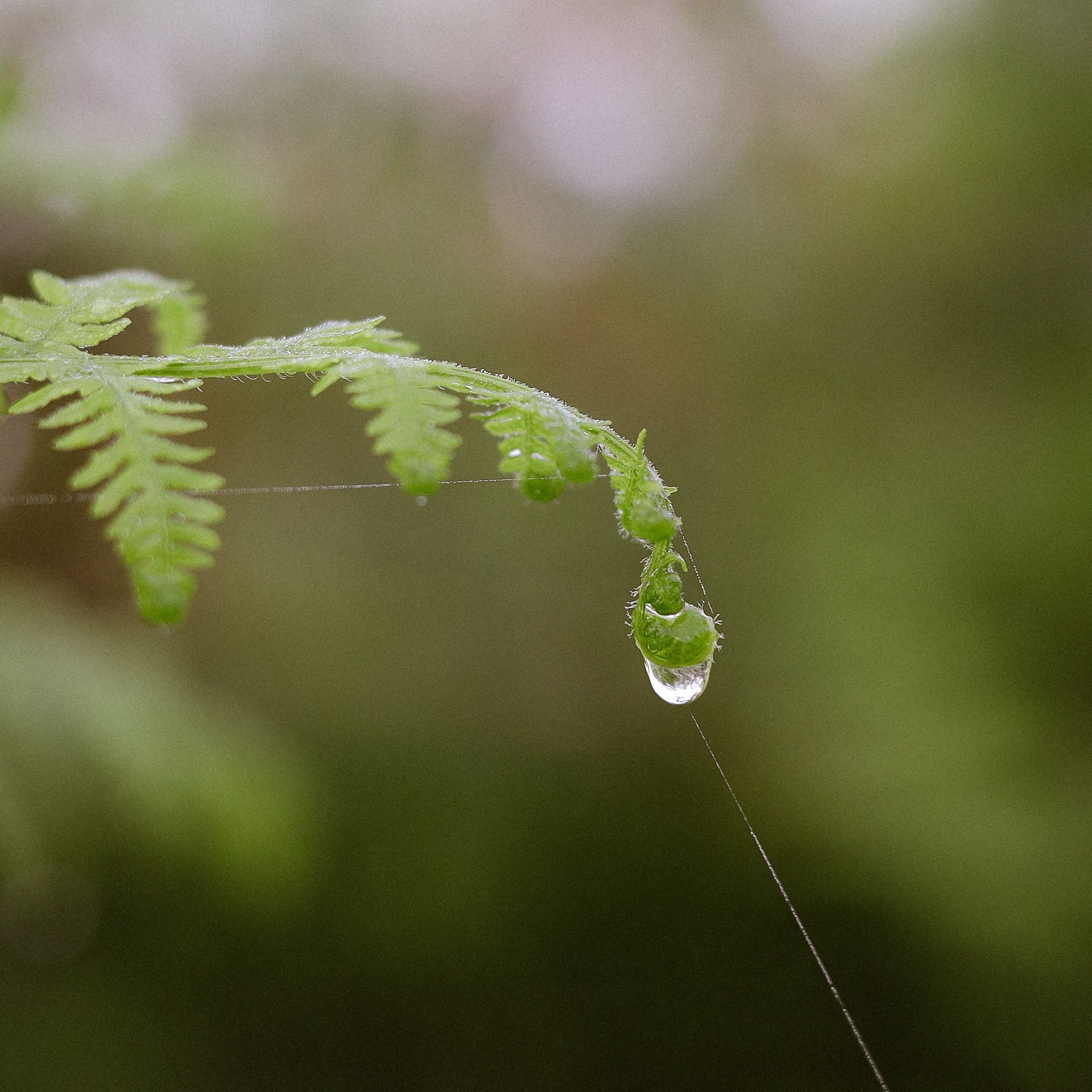 Close-up of Fern with Dew Drop on Leaf · Free Stock Photo
