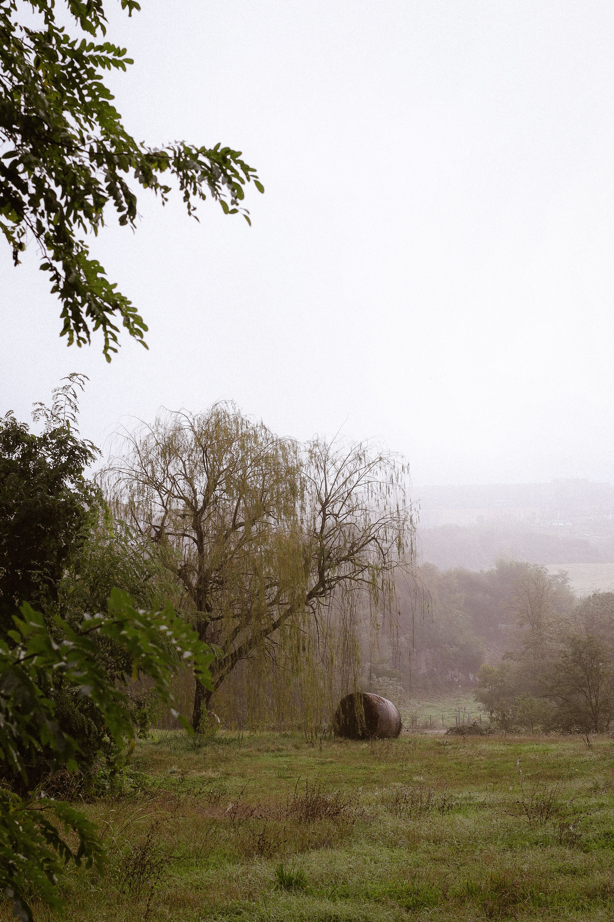 Serene Misty Landscape with Willow Tree · Free Stock Photo