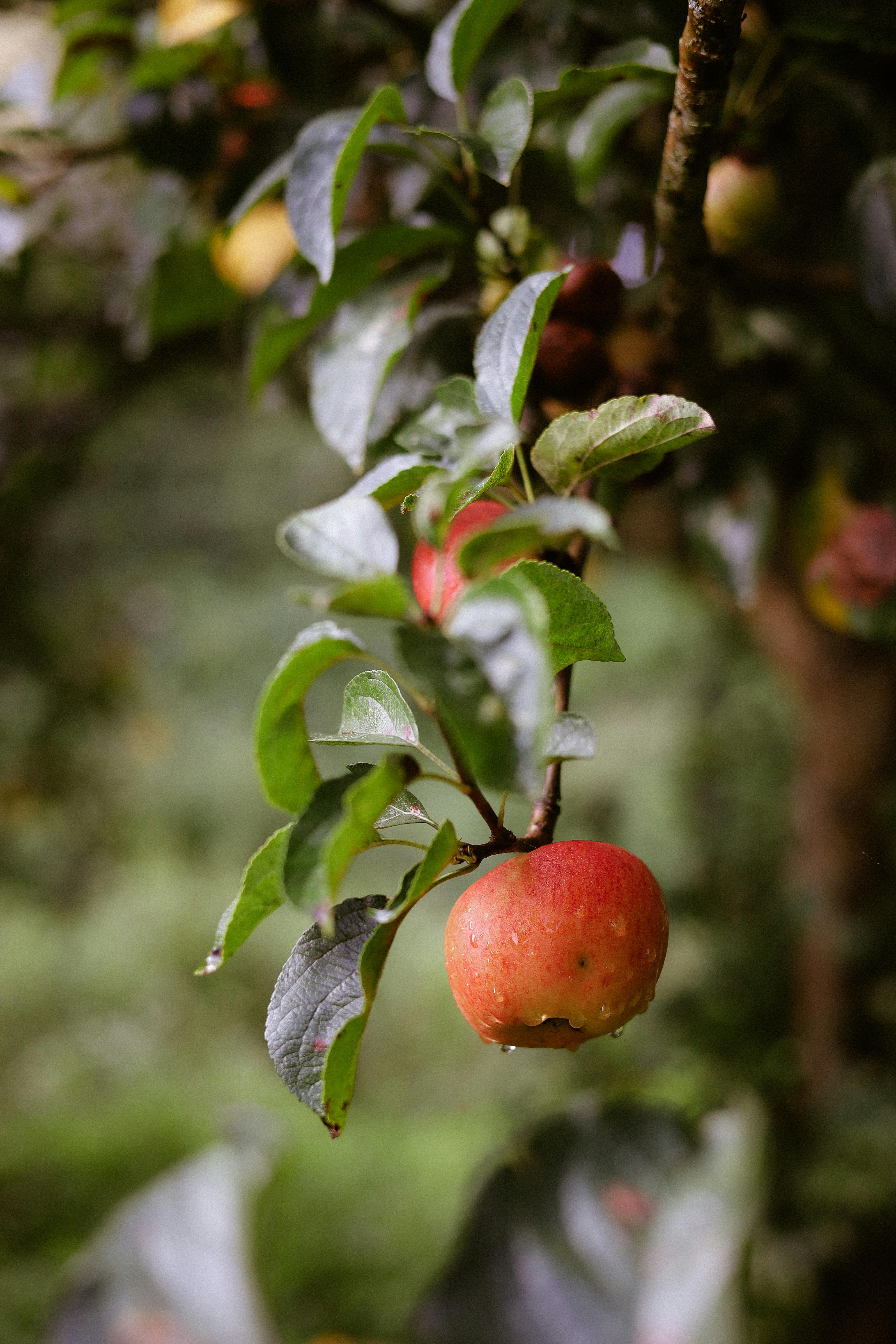 700+ Apfelbaum Bilder und Fotos · Kostenlos Downloaden · Pexels Stock-Fotos