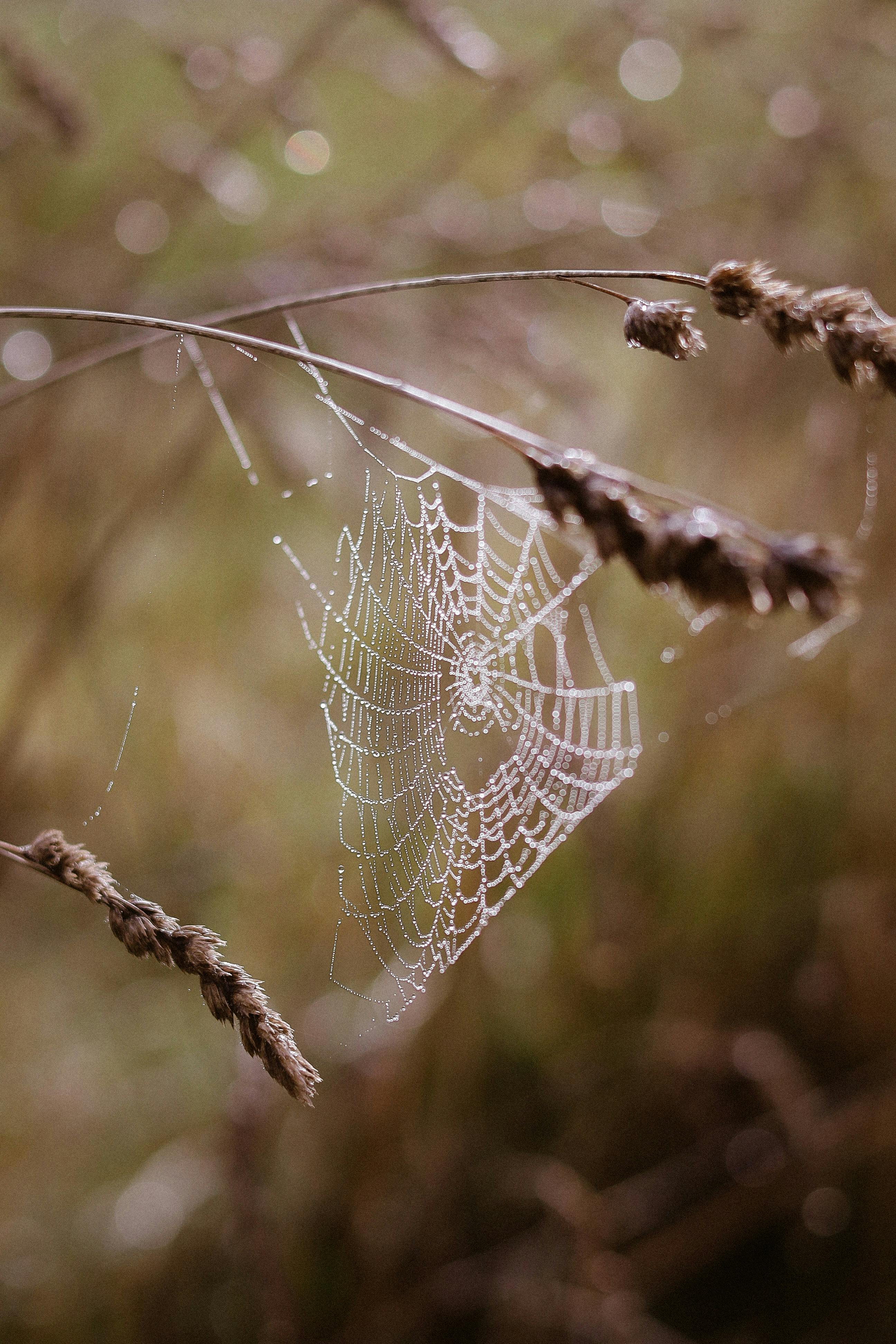 Car Transparent Without Background Photos, Download The BEST Free Car ...