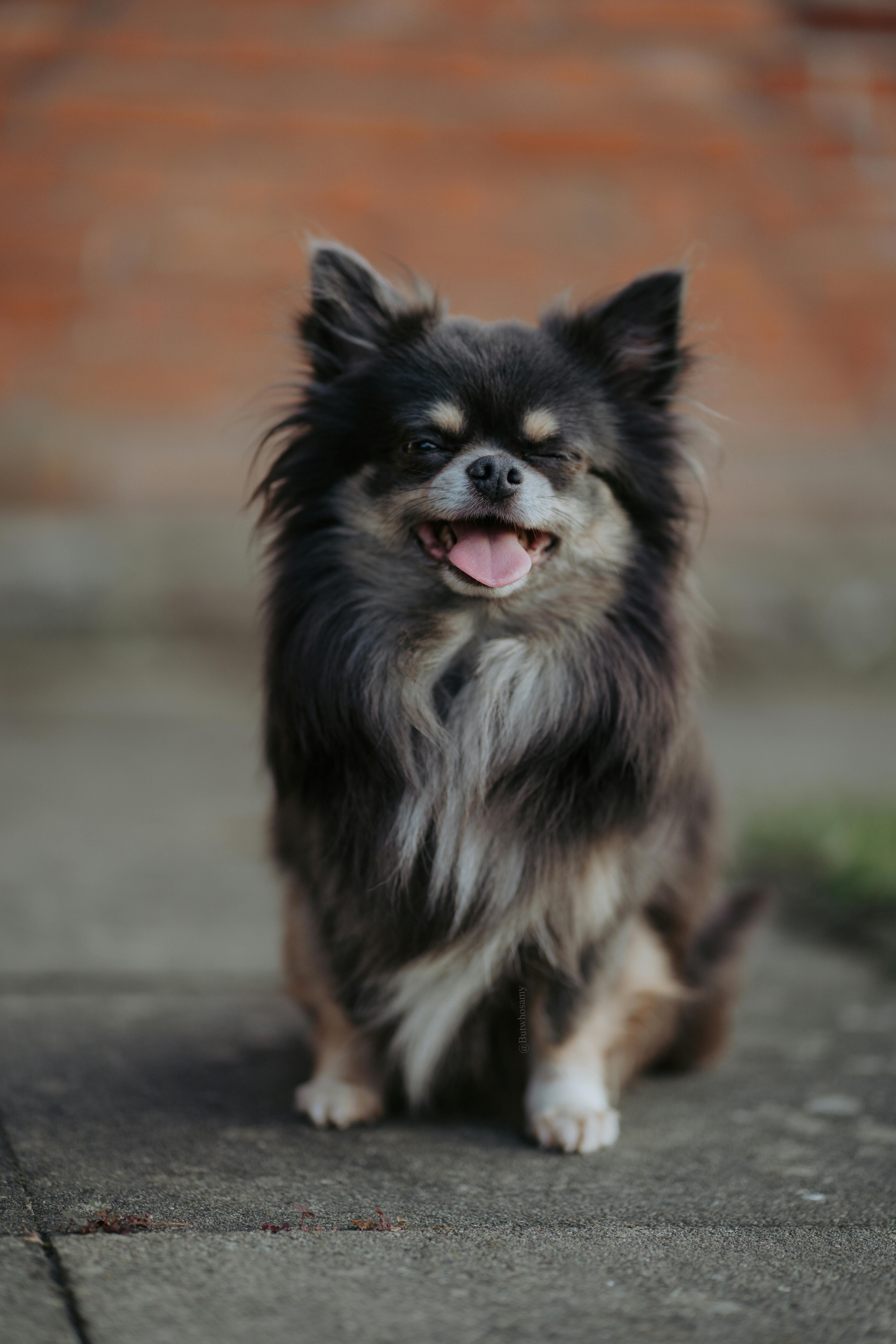 Cute Zoom Background Photos, Download The BEST Free Cute Zoom ...