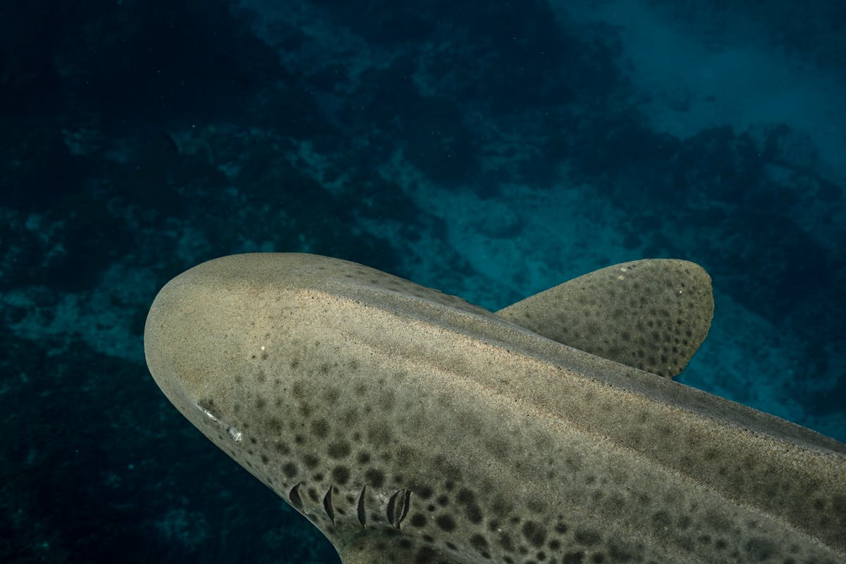 Sea Animal Photos, Download The BEST Free Sea Animal Stock Photos & HD ...