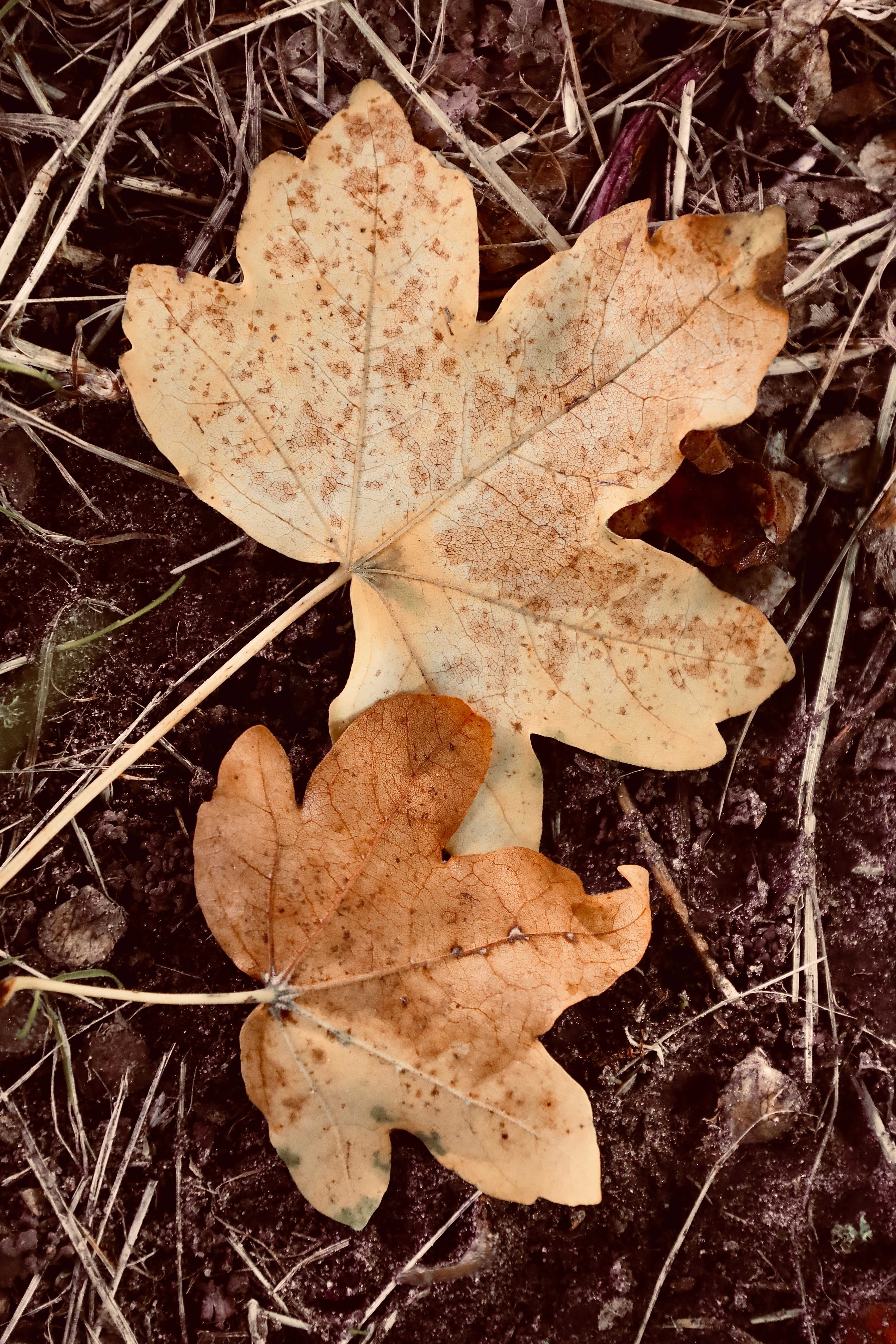 Withered Maple Leaf · Free Stock Photo