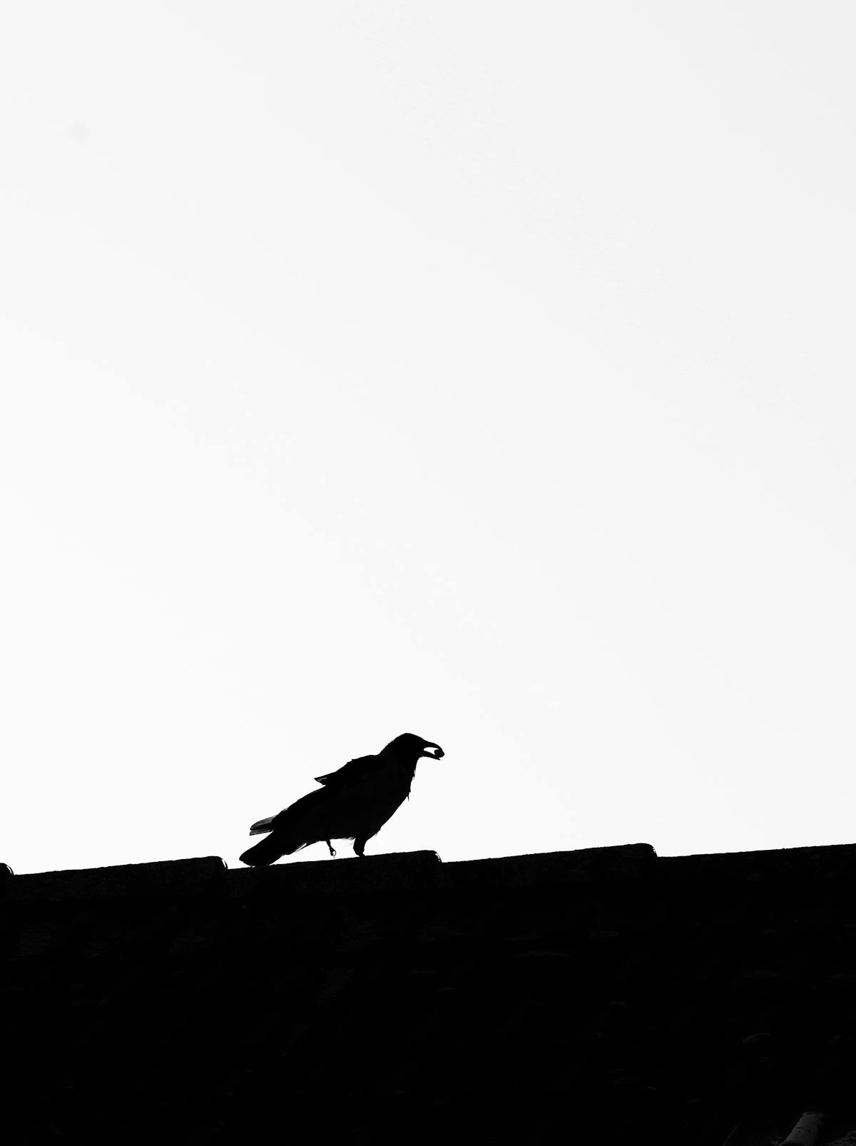 Raven Photos, Download The BEST Free Raven Stock Photos & HD Images