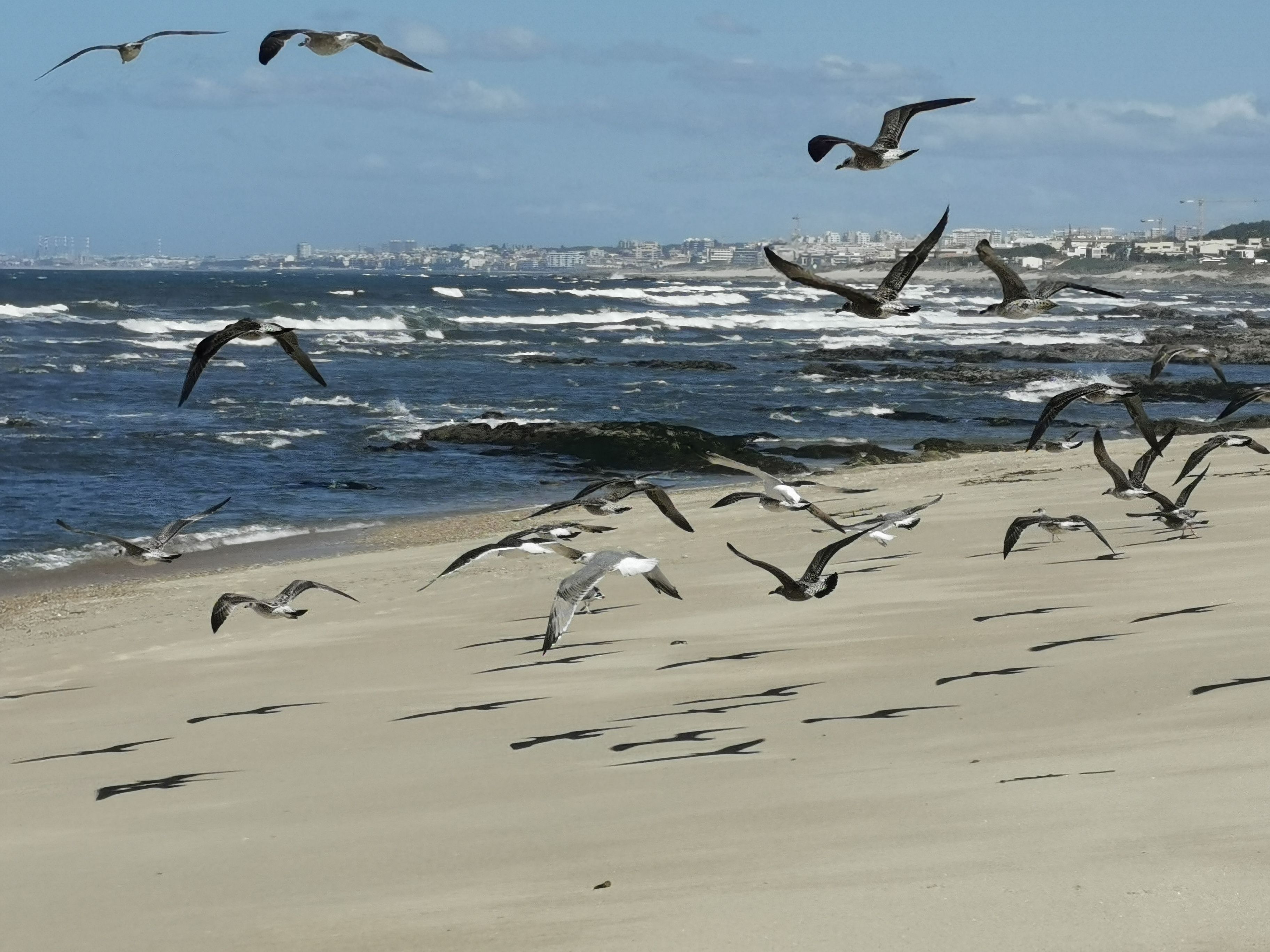 Birds Flying In The Sky Photos, Download The BEST Free Birds Flying In ...