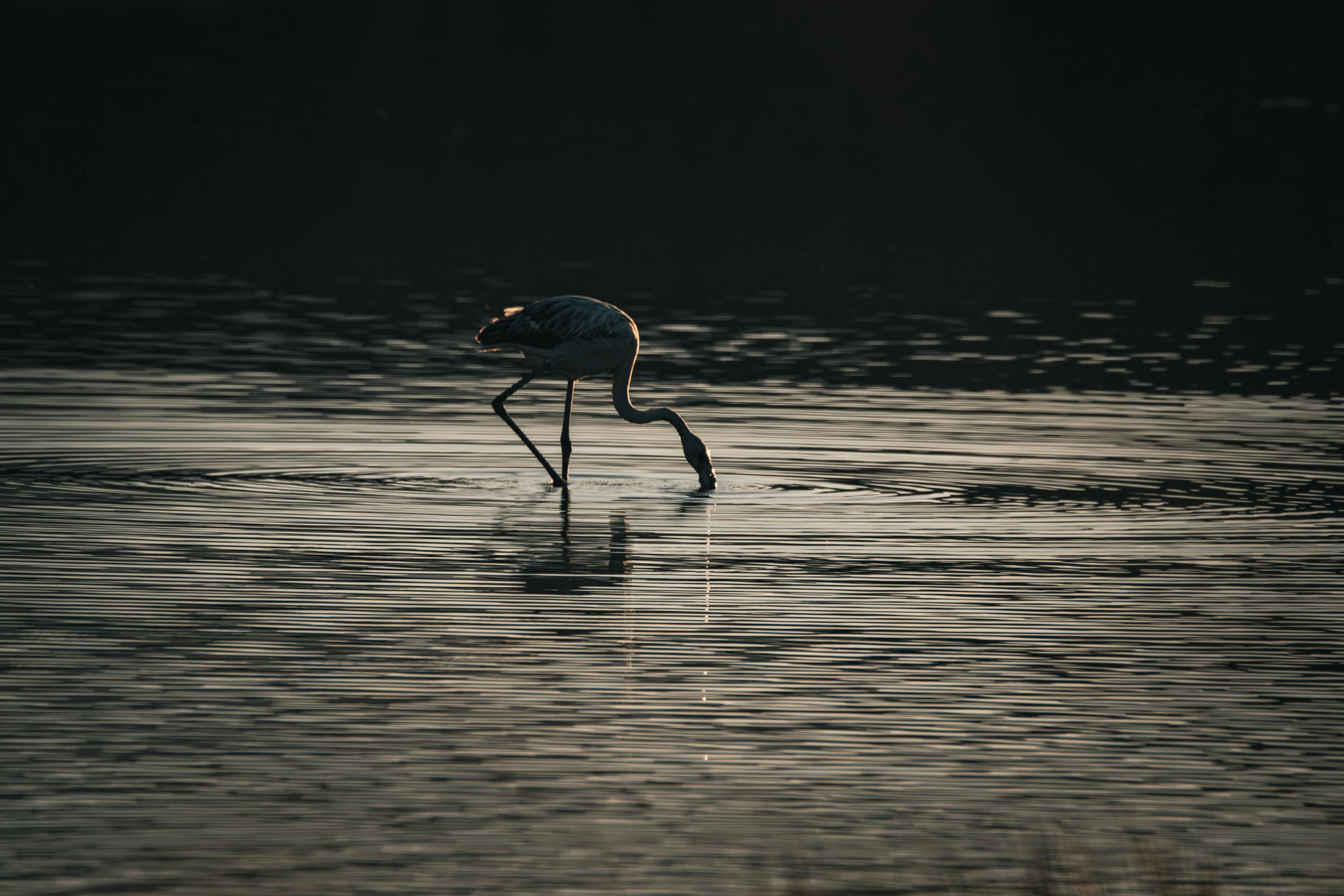 Grace Nature Photos, Download The BEST Free Grace Nature Stock Photos ...