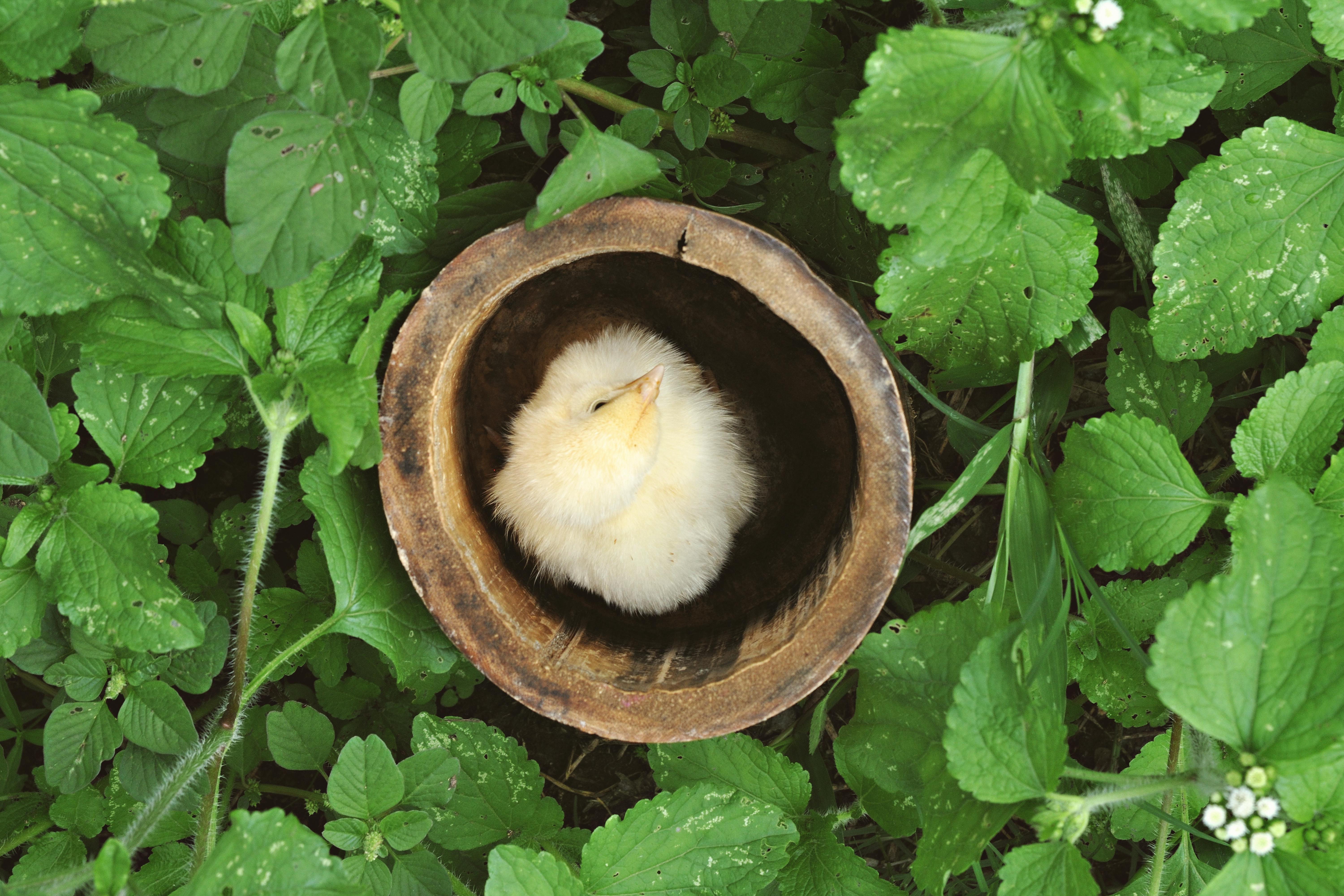 Free+Pfps Photos, Download The BEST Free Free+Pfps Stock Photos & HD Images