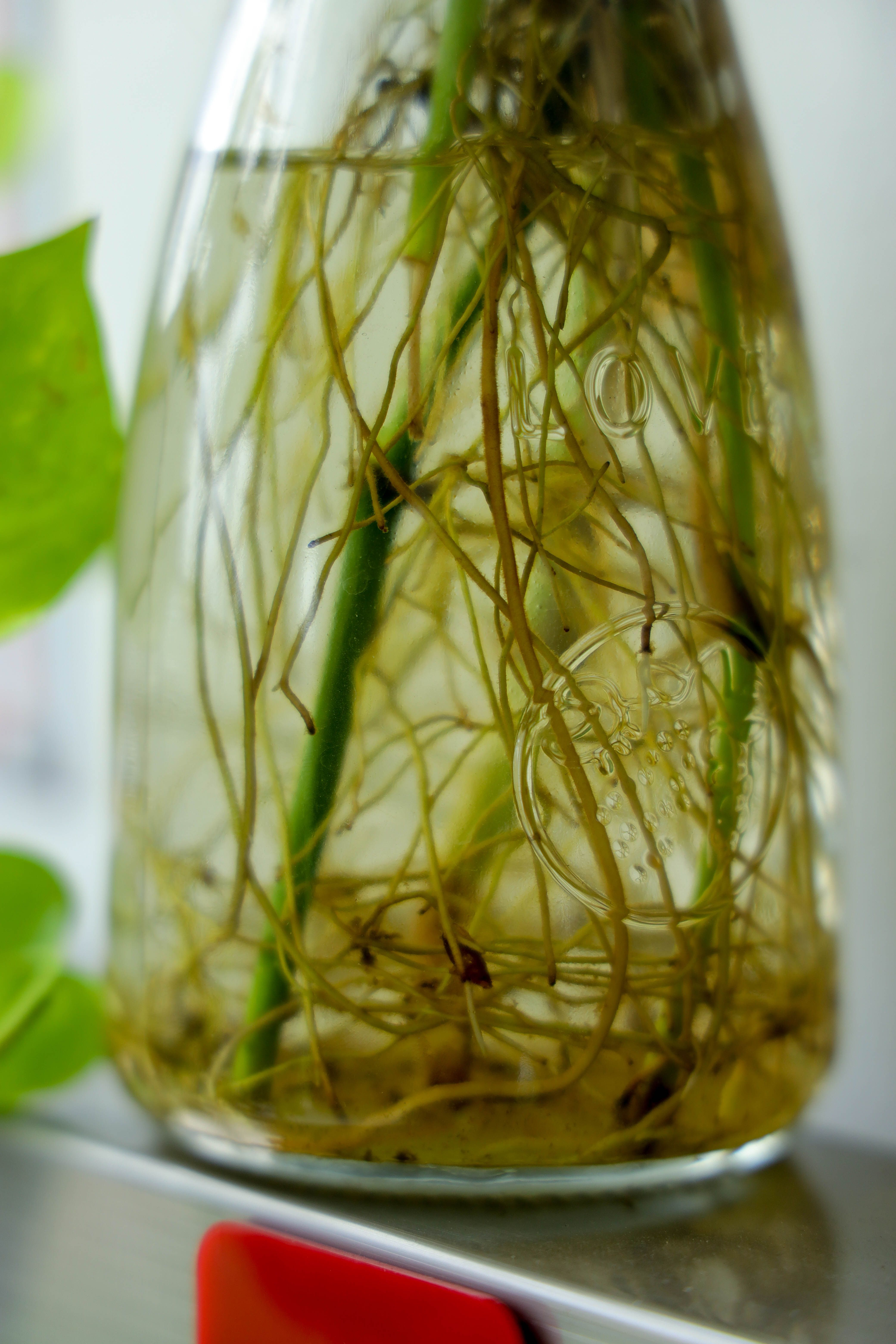 Close-up of Plant Roots in Water Vase · Free Stock Photo