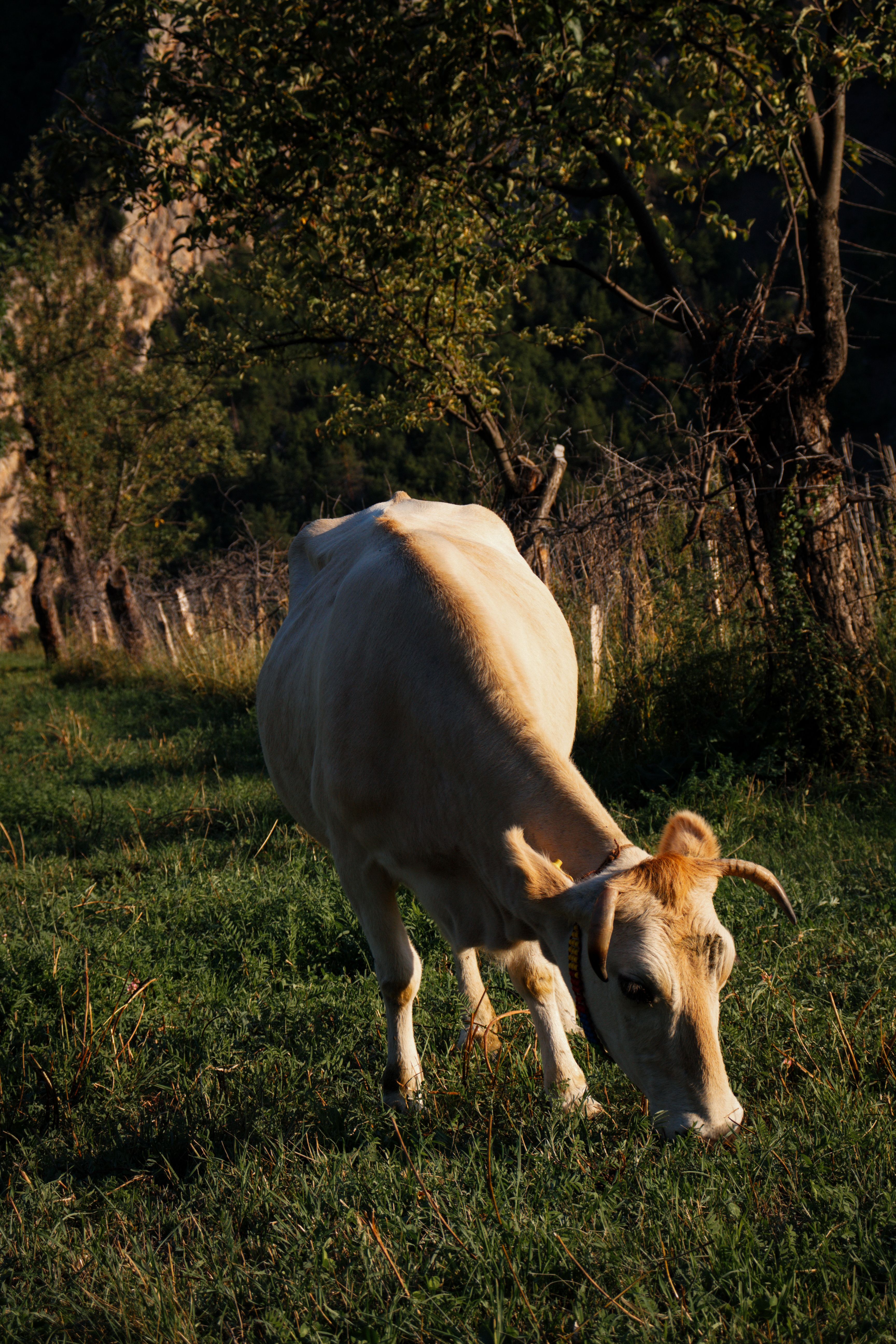 Grazing Cow in Sunlit Meadow During Golden Hour · Free Stock Photo