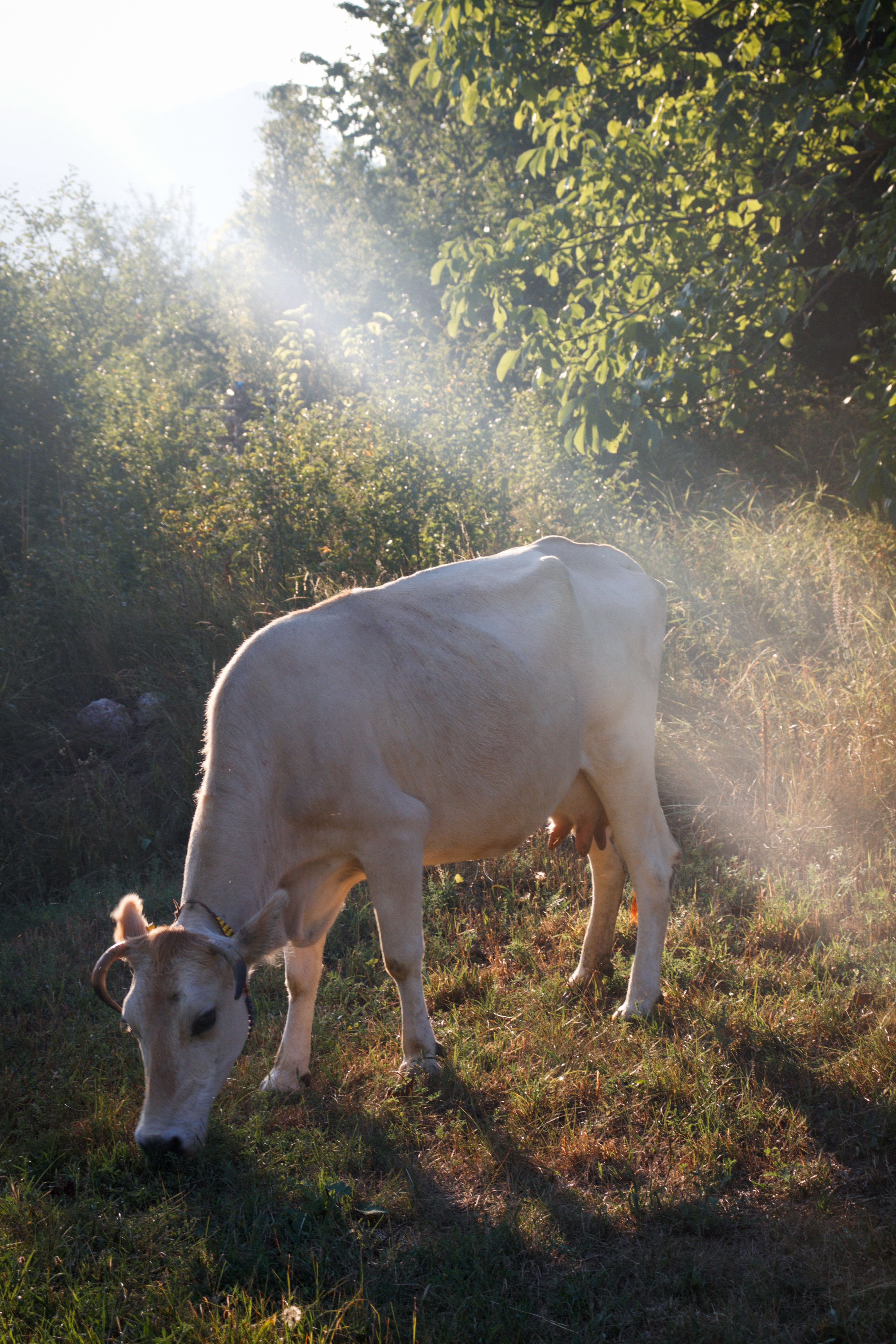 Somali Cow Photos, Download The BEST Free Somali Cow Stock Photos & HD ...