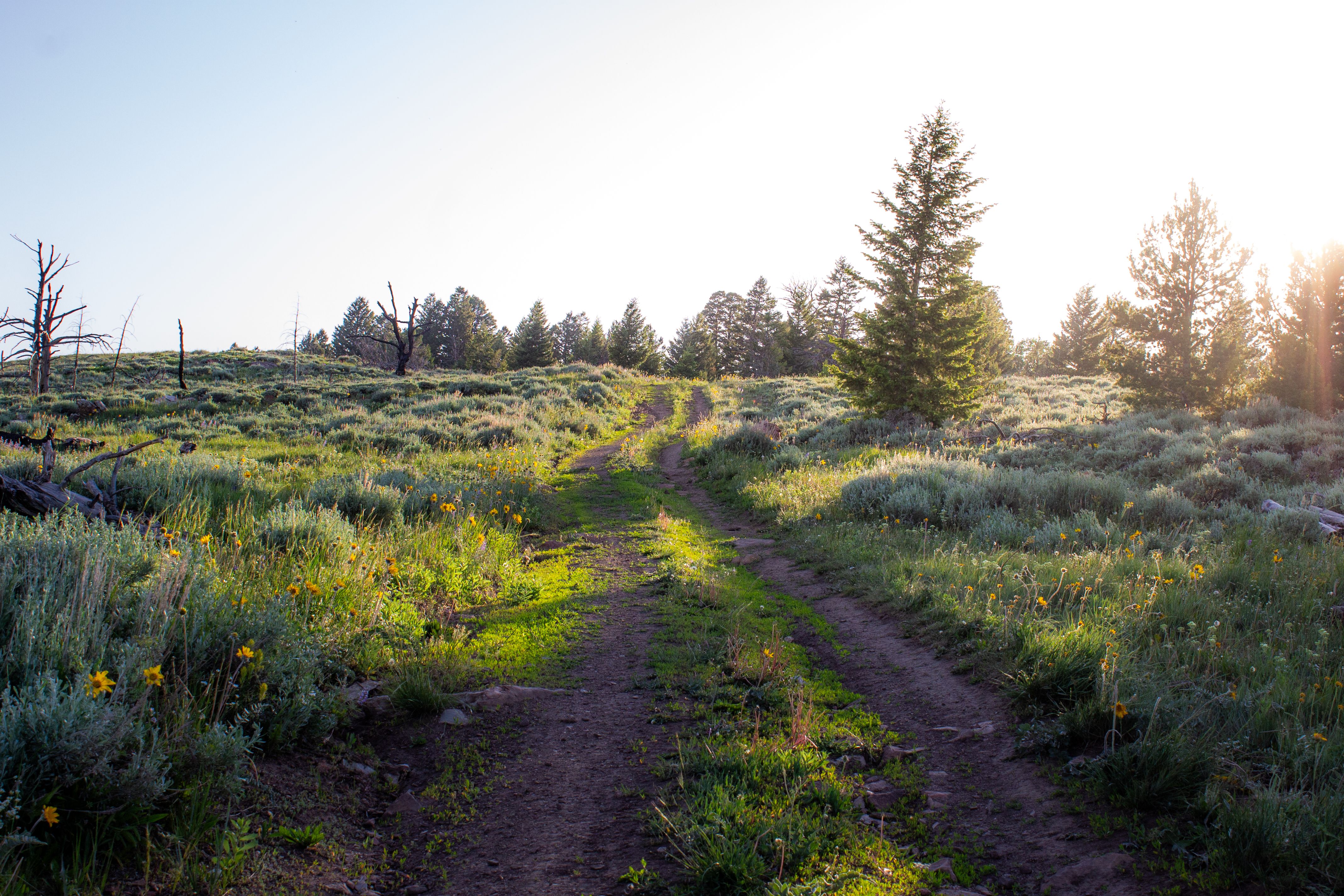 Morning Sunrise, Path In Nature, Or Mountain Trail Photos, Download The ...