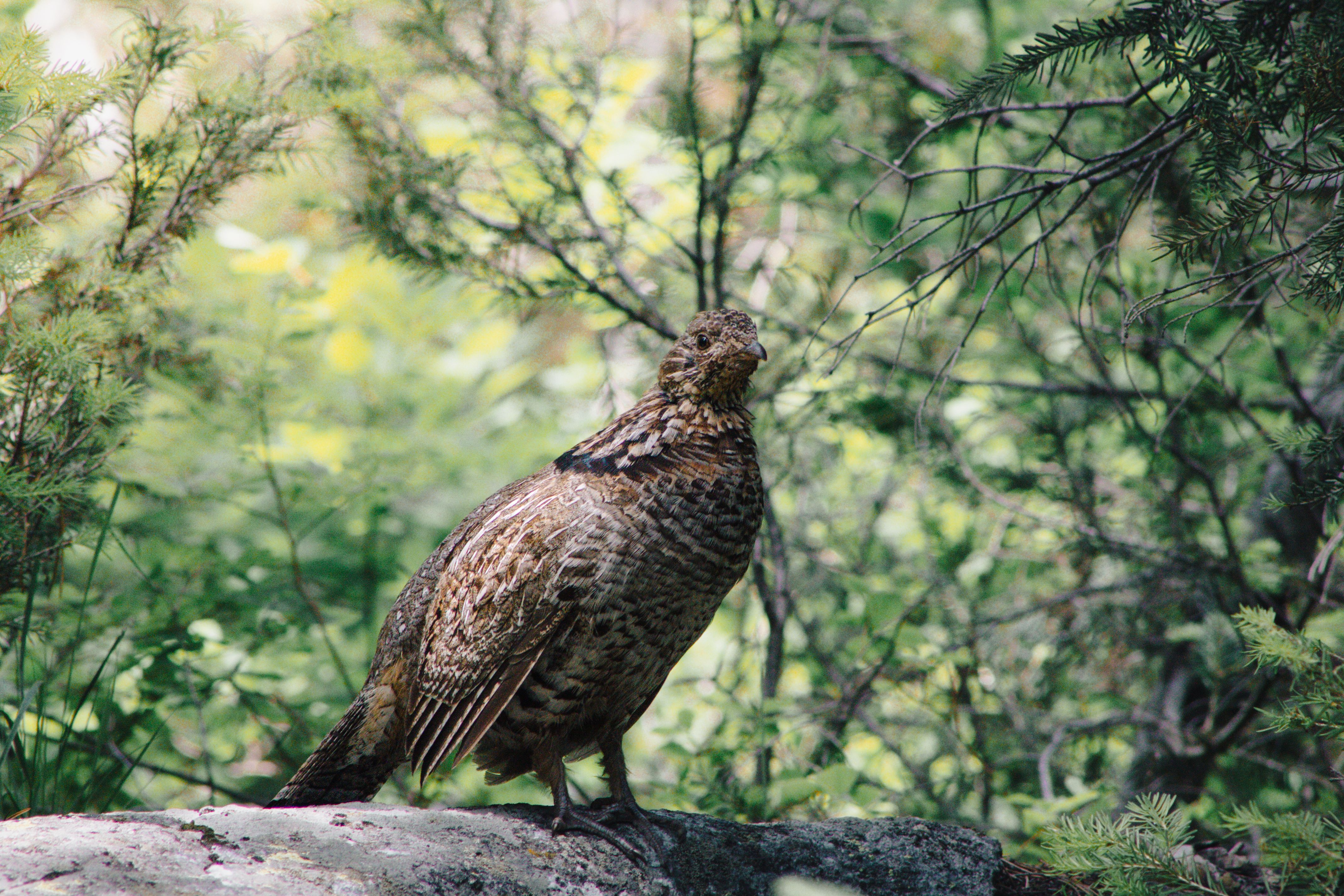 Brown Grouse in Natural Forest Habitat · Free Stock Photo