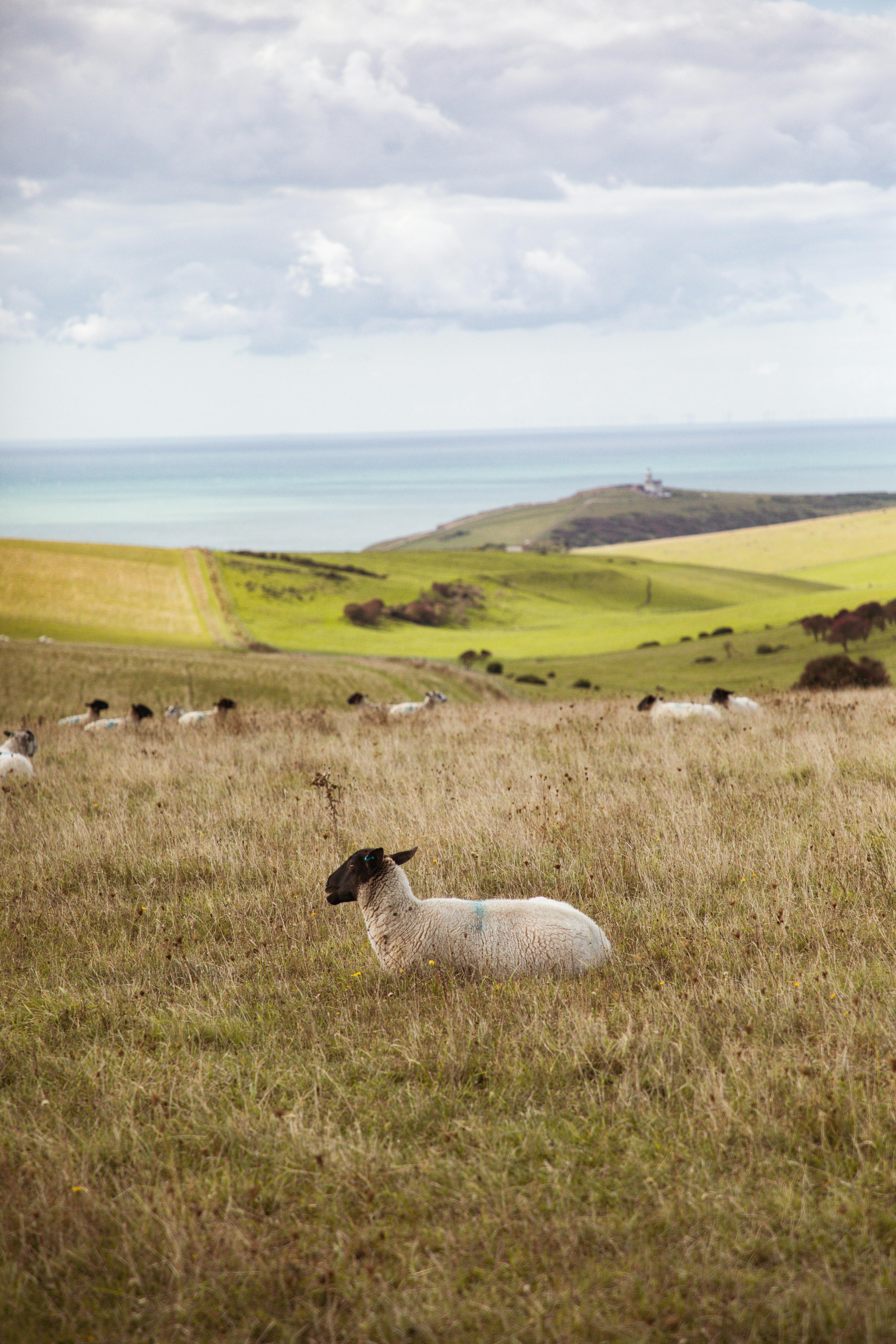 Sheep With A Shepherd Photos, Download The BEST Free Sheep With A ...