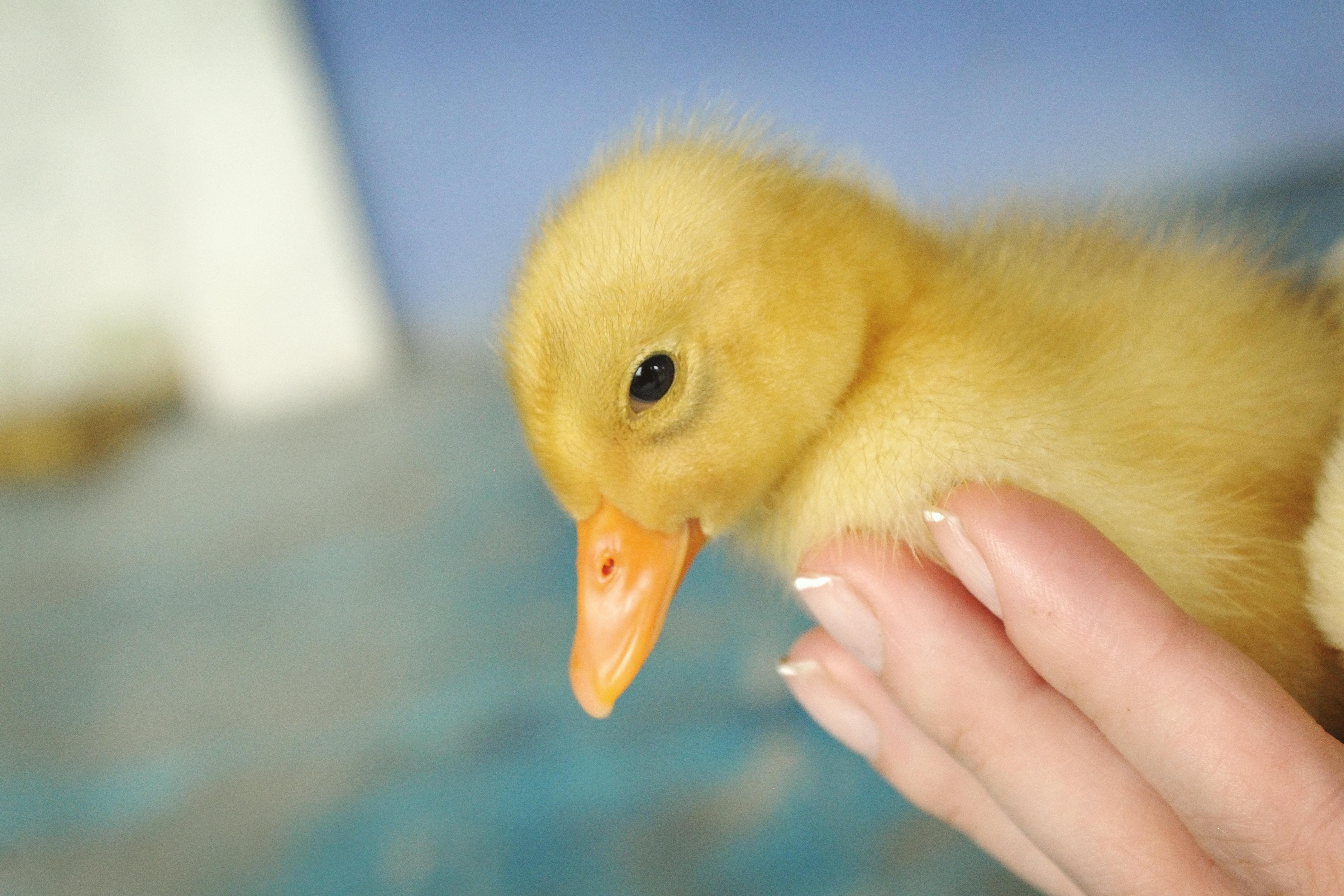 Cute Animated Duck Photos, Download The BEST Free Cute Animated Duck ...
