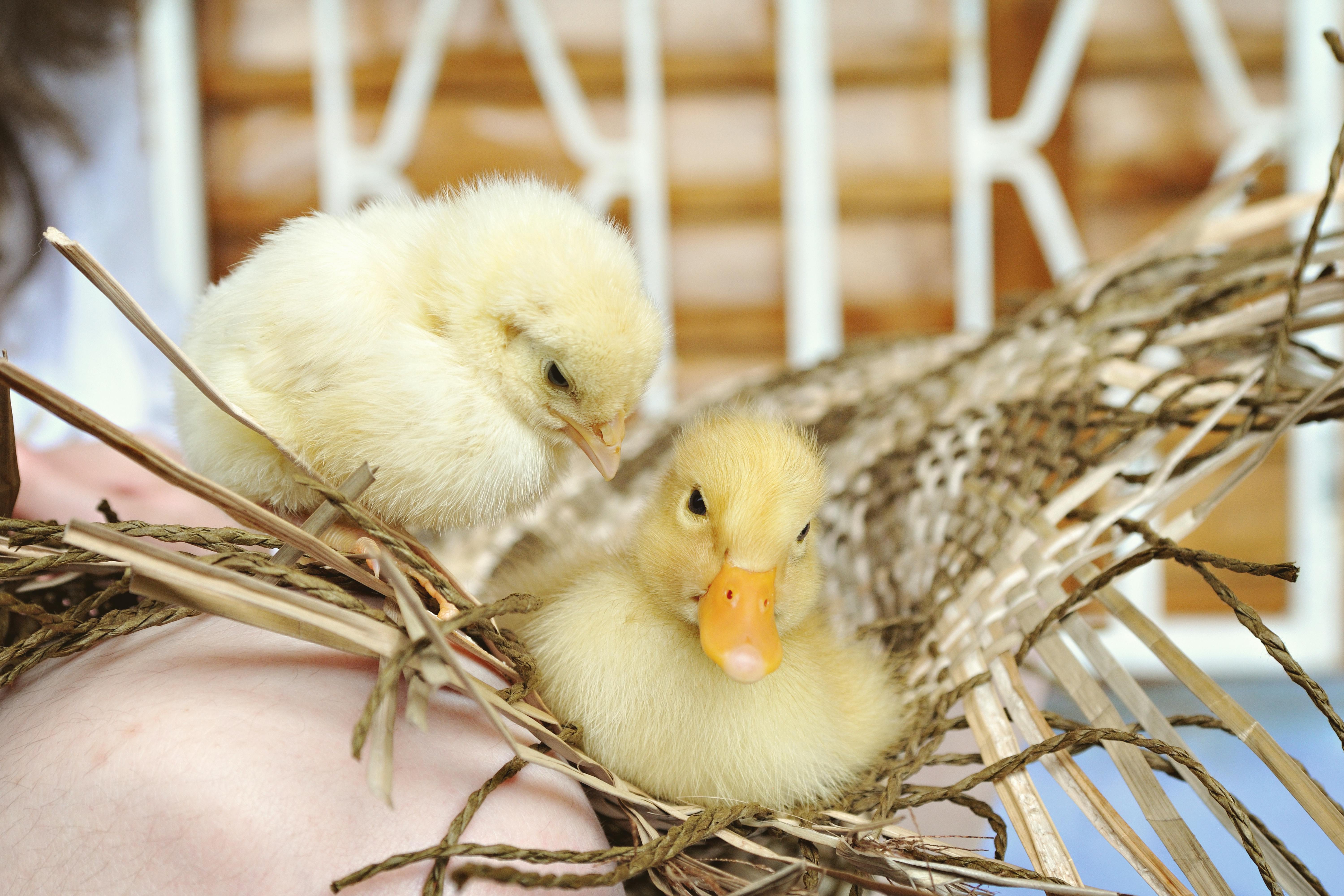 Cute Animated Duck Photos, Download The BEST Free Cute Animated Duck ...