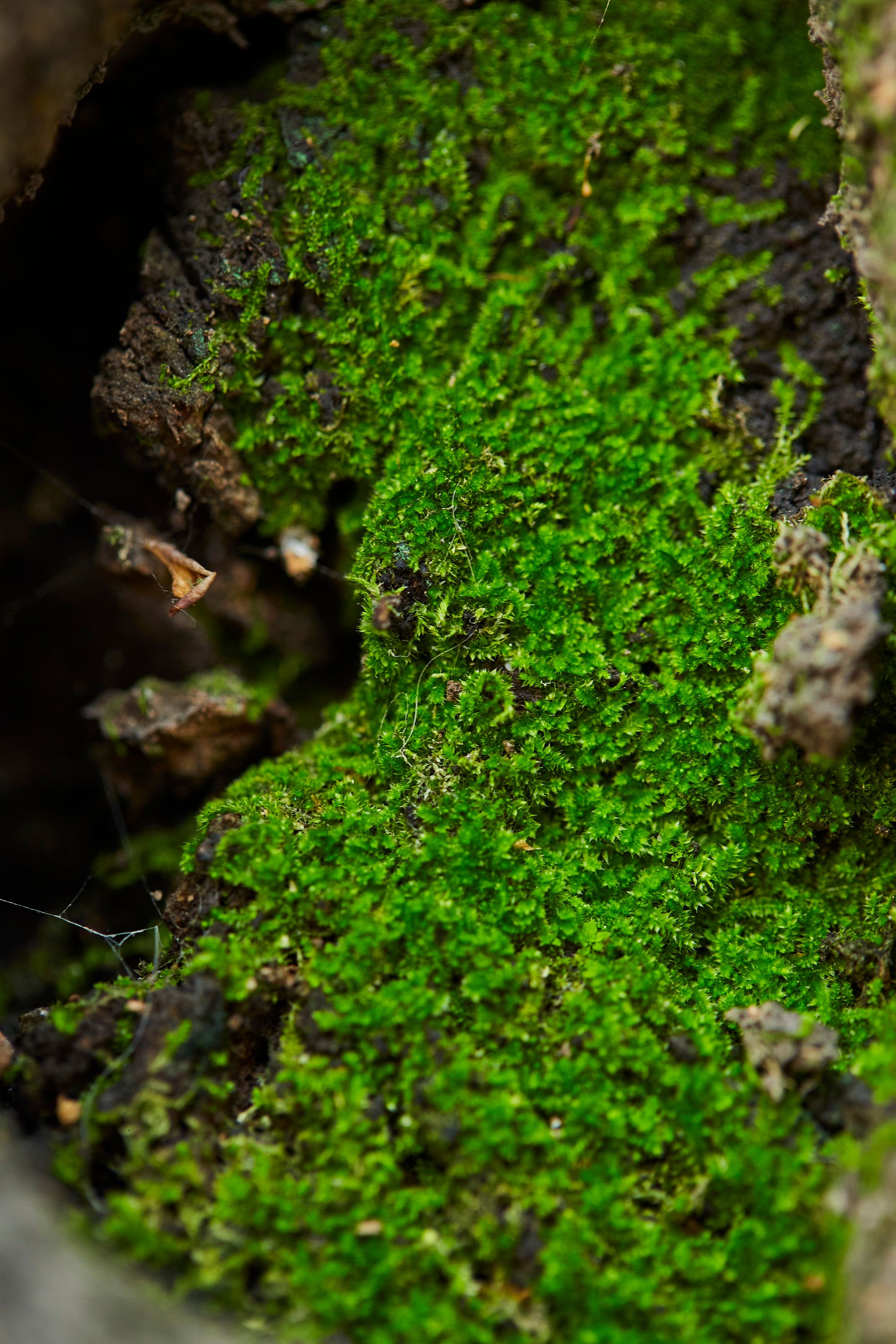 Close-up of vibrant green moss on a log · Free Stock Photo