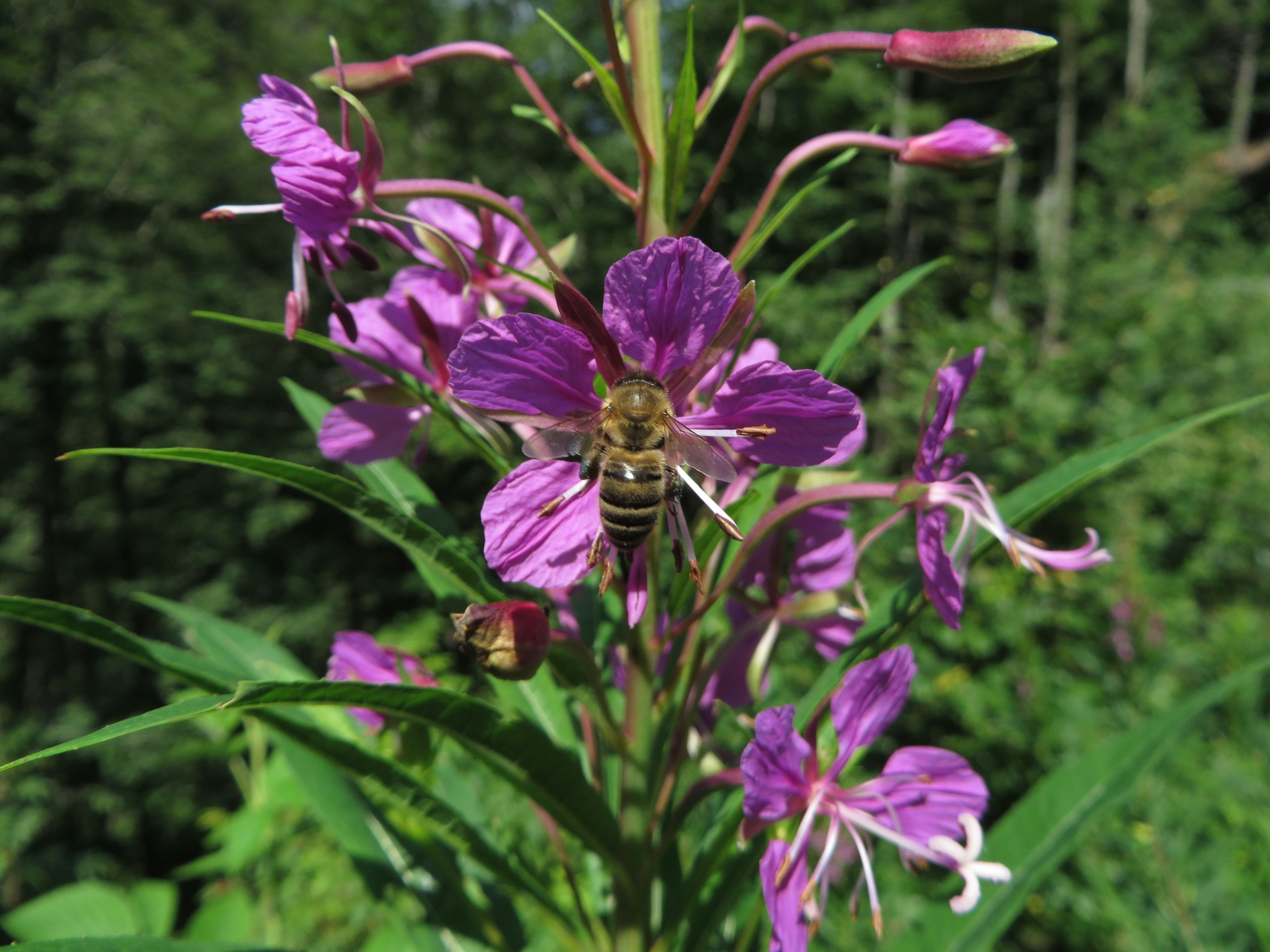 Bee Pollinating Fireweed in Swiss Alps · Free Stock Photo
