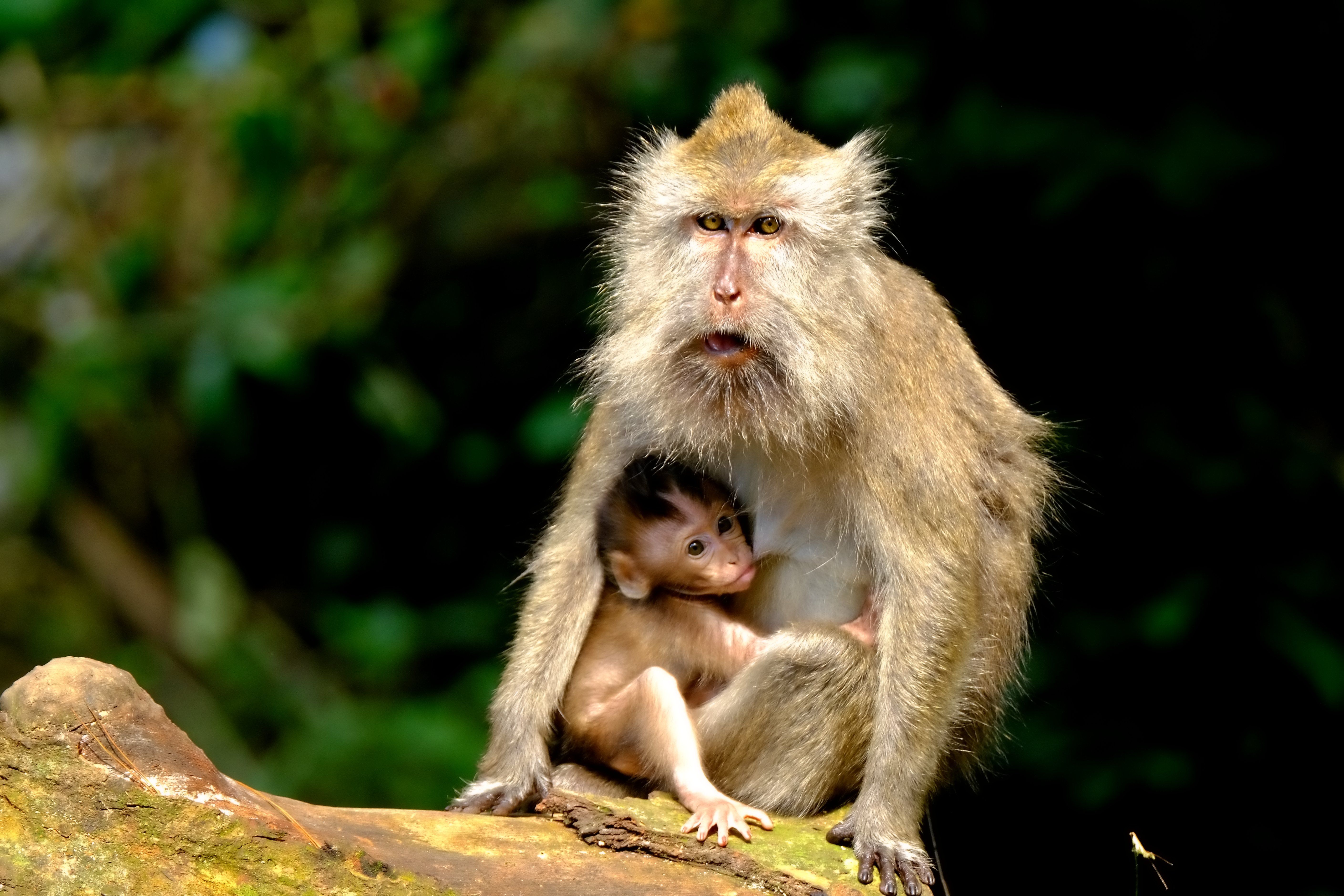 Intimate Moment of Long-tailed Macaque with Baby · Free Stock Photo