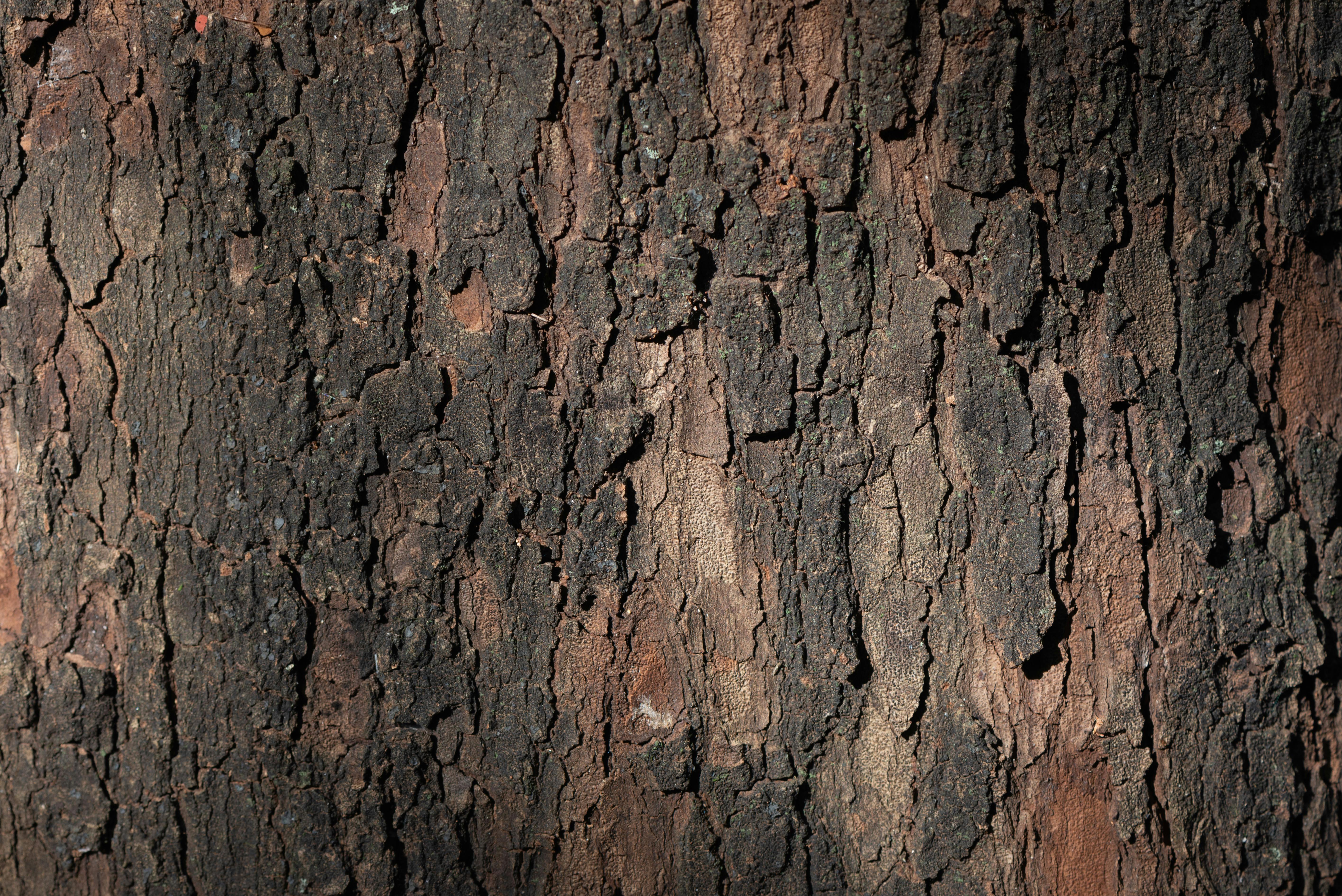 Detailed Textured Bark of Tree in Brazil · Free Stock Photo