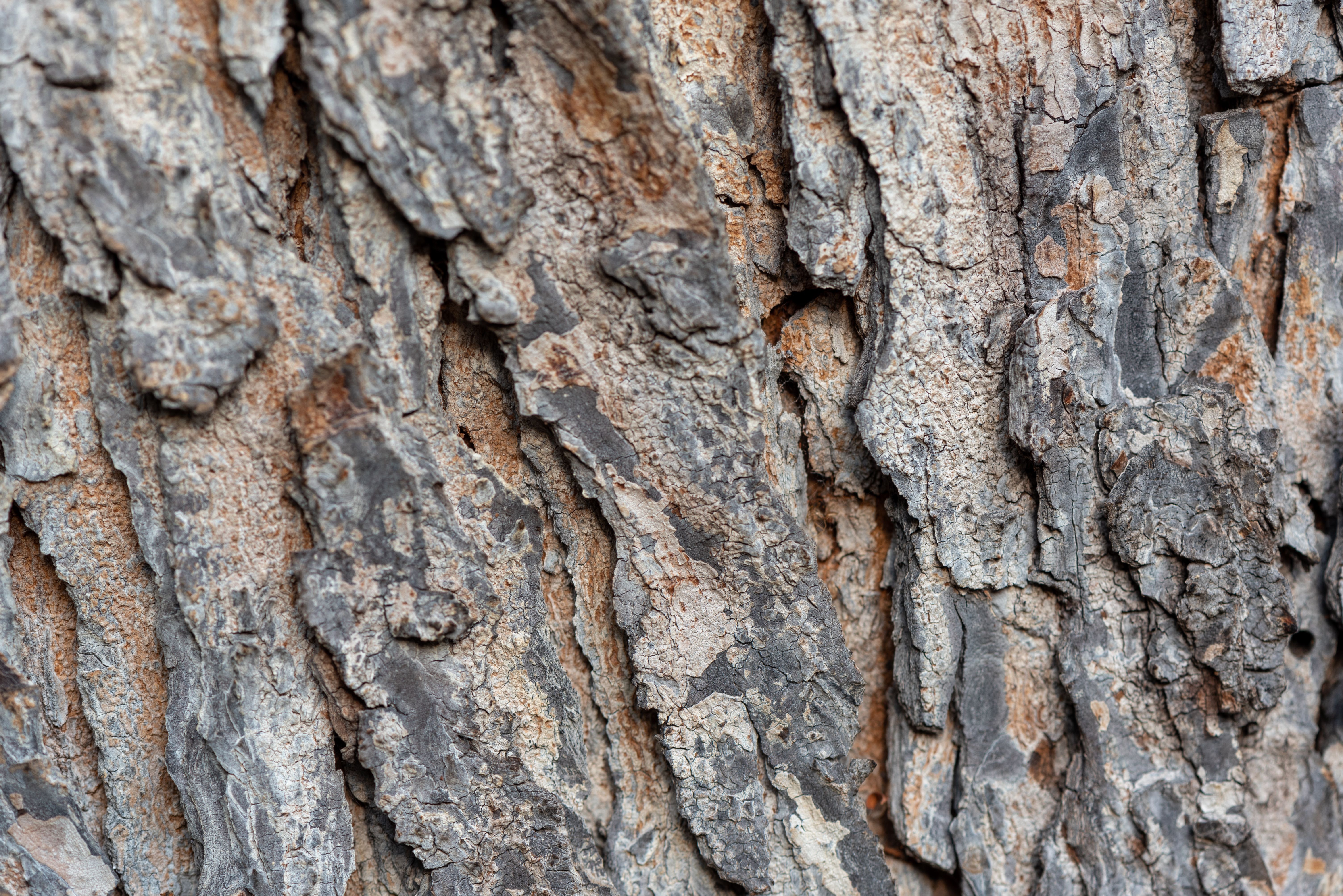 Tree Bark · Free Stock Photo
