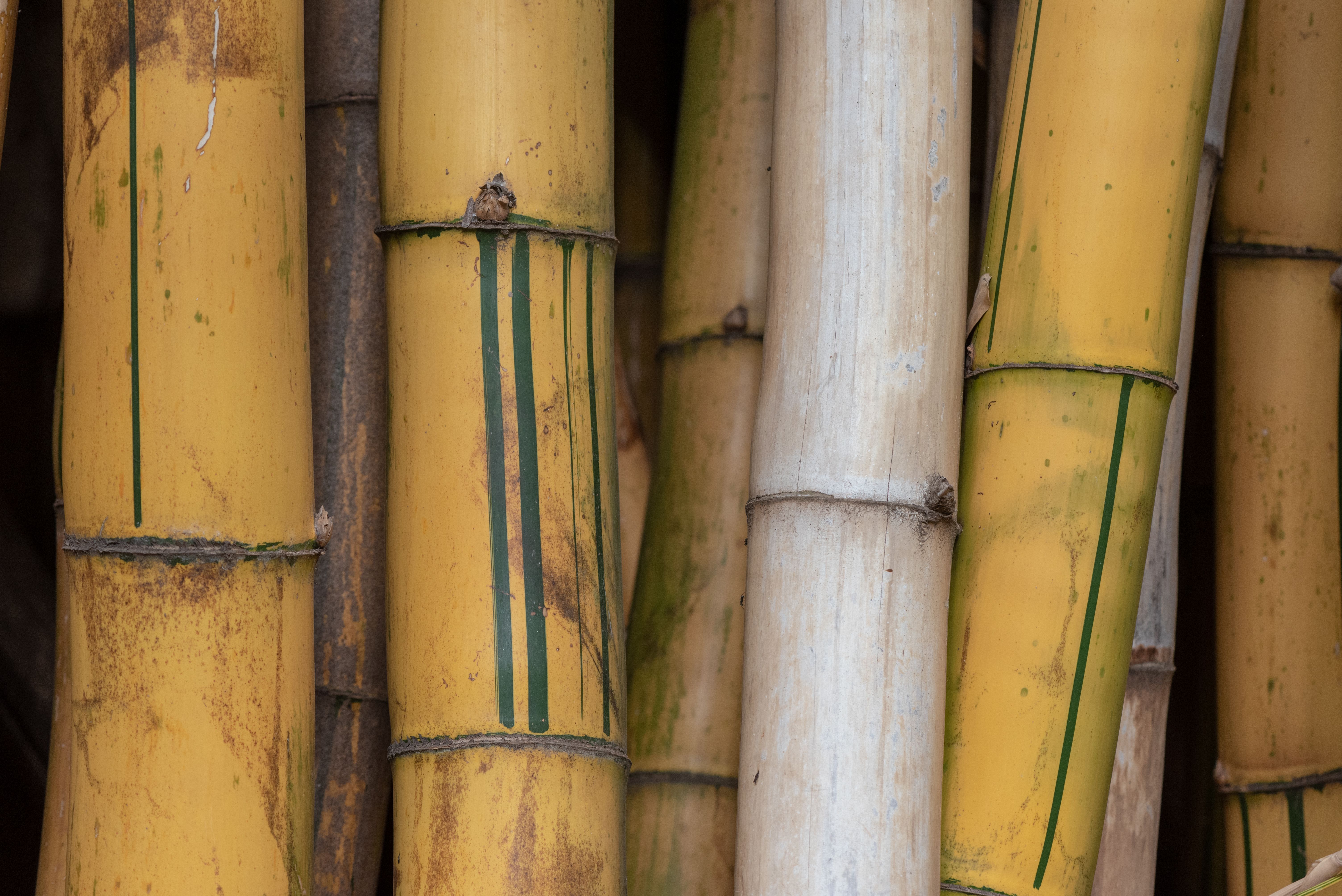 Close-up of Yellow Bamboo in Minas Gerais · Free Stock Photo