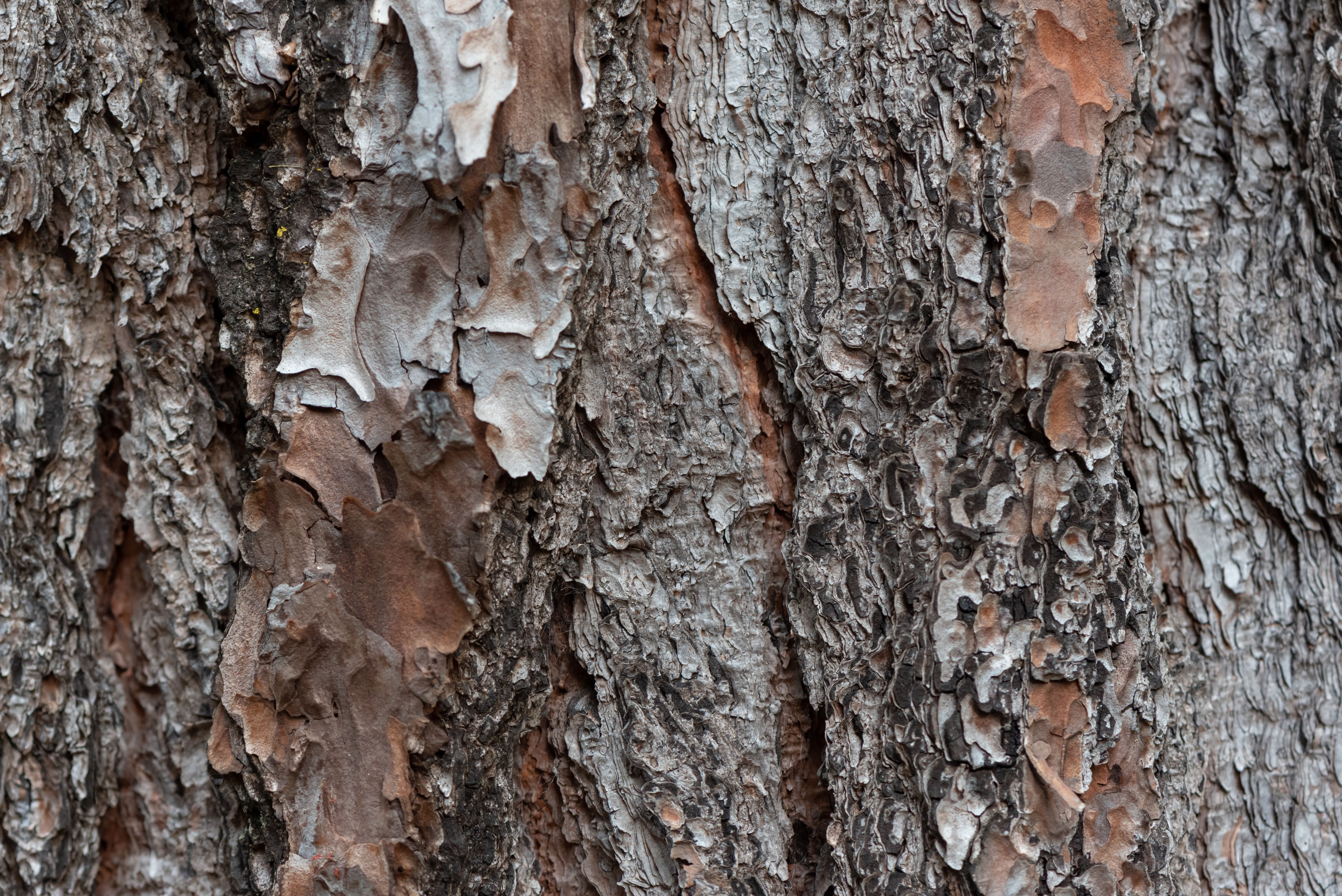 Close-Up View Of A Tree Bark · Free Stock Photo