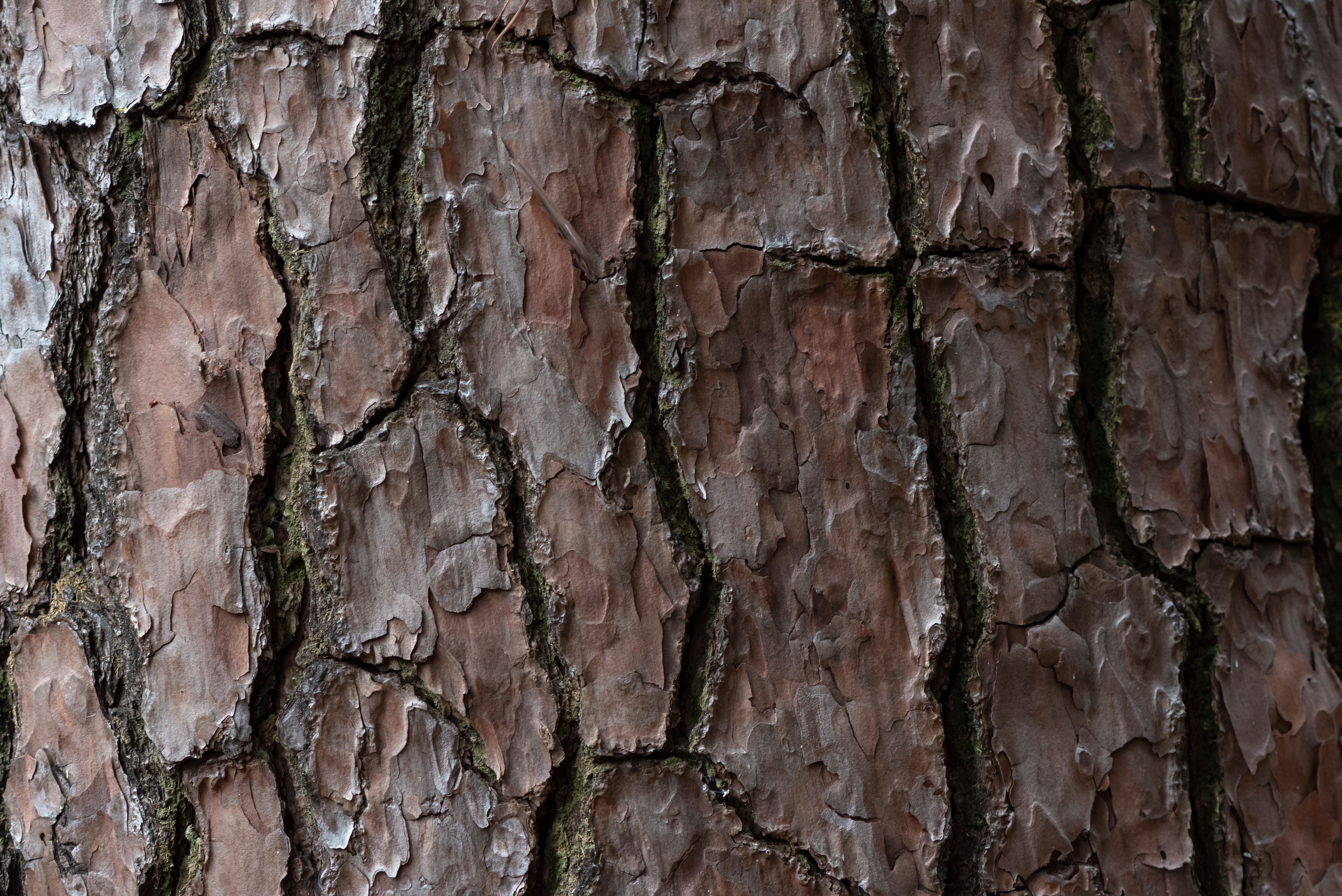 Close-up of Tree Bark Texture in Minas Gerais · Free Stock Photo