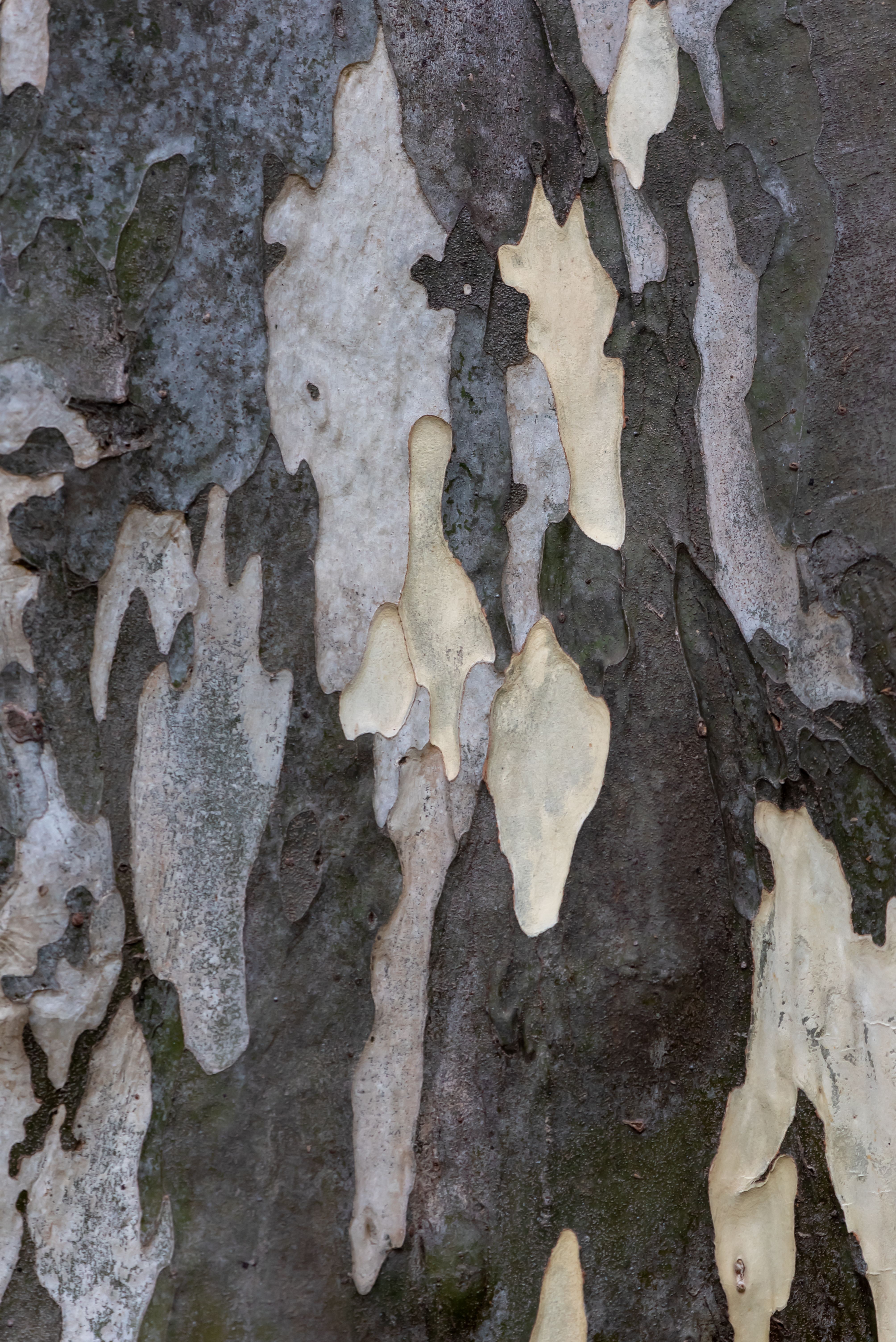 Detailed Textured Bark of Brazilian Tree · Free Stock Photo