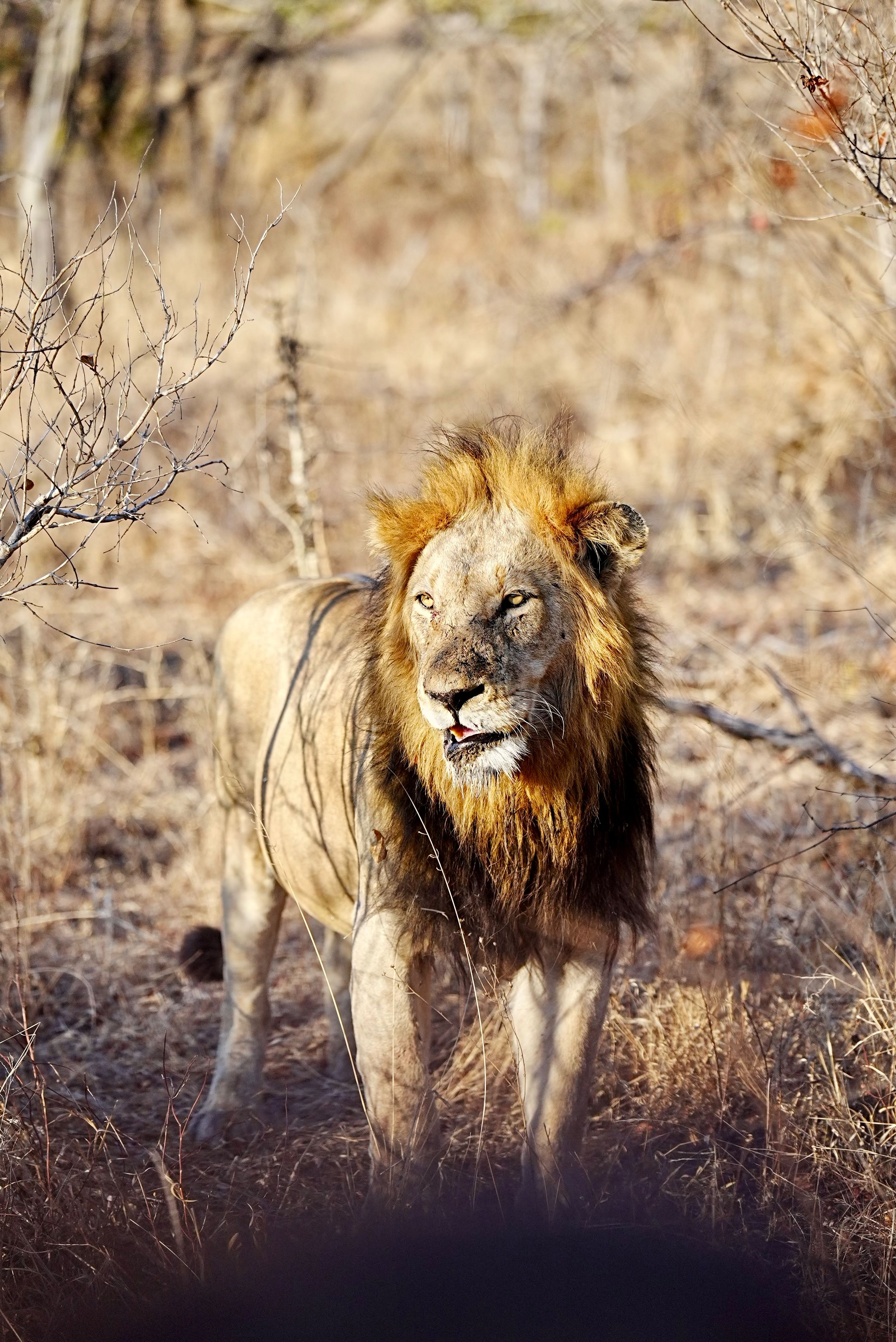 Lion In The Wild Photos, Download The BEST Free Lion In The Wild Stock ...
